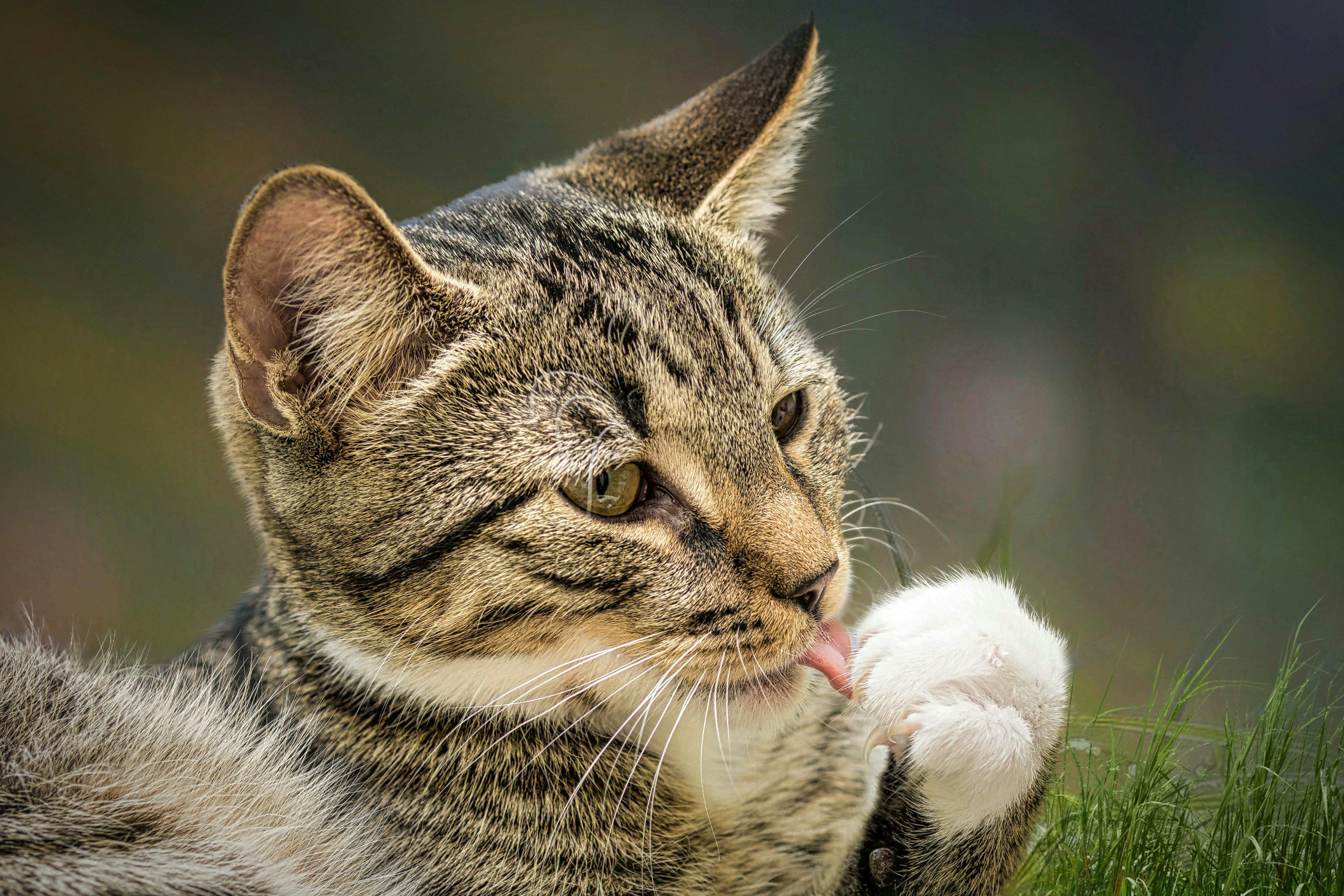 Close-Up of a Domestic Cat Grooming Paw in Garden · Free Stock Photo