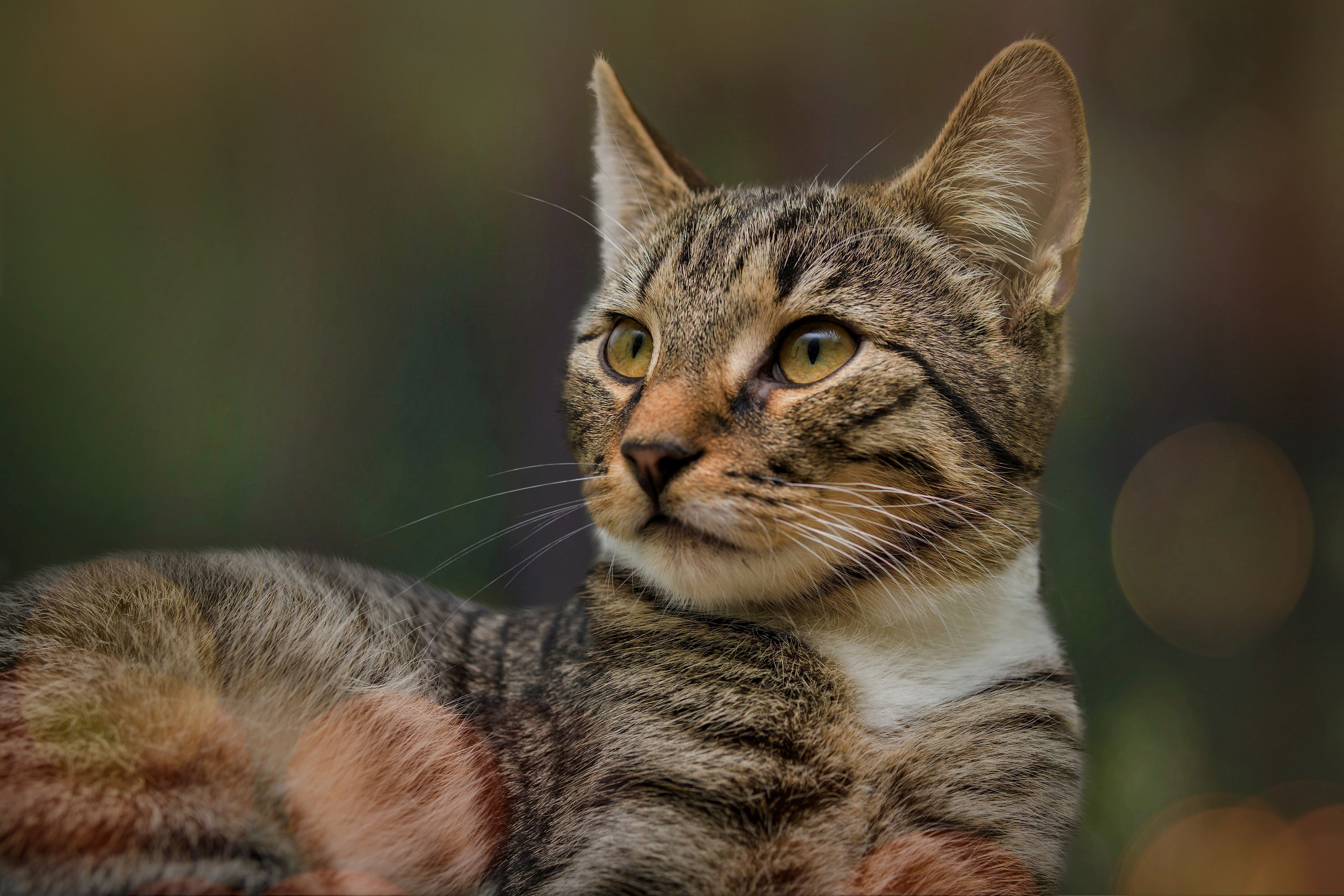 Close-up Portrait of a Relaxing Cat Outdoors · Free Stock Photo