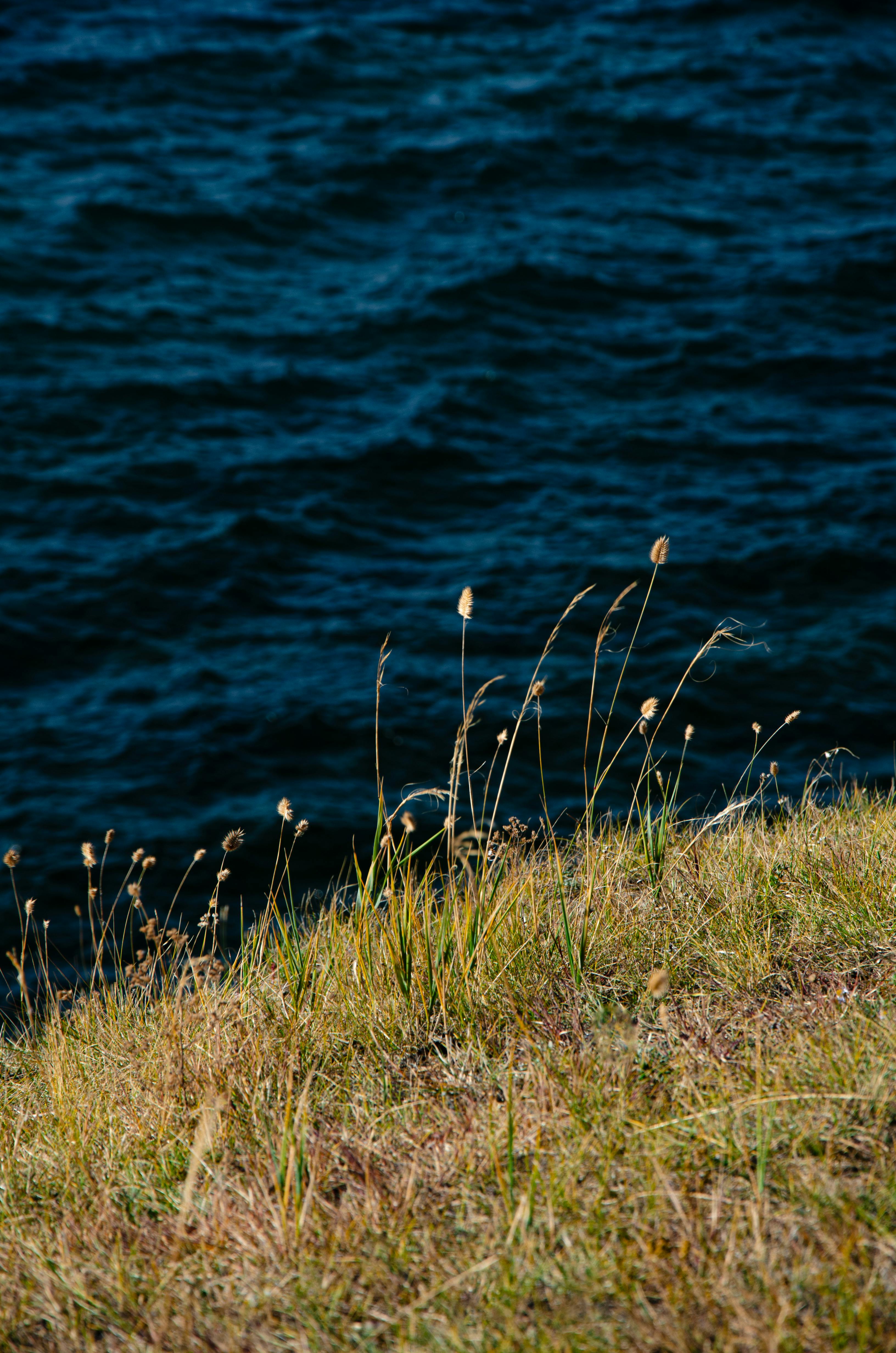 Coastal Grass on a Windy Cliffside Edge · Free Stock Photo
