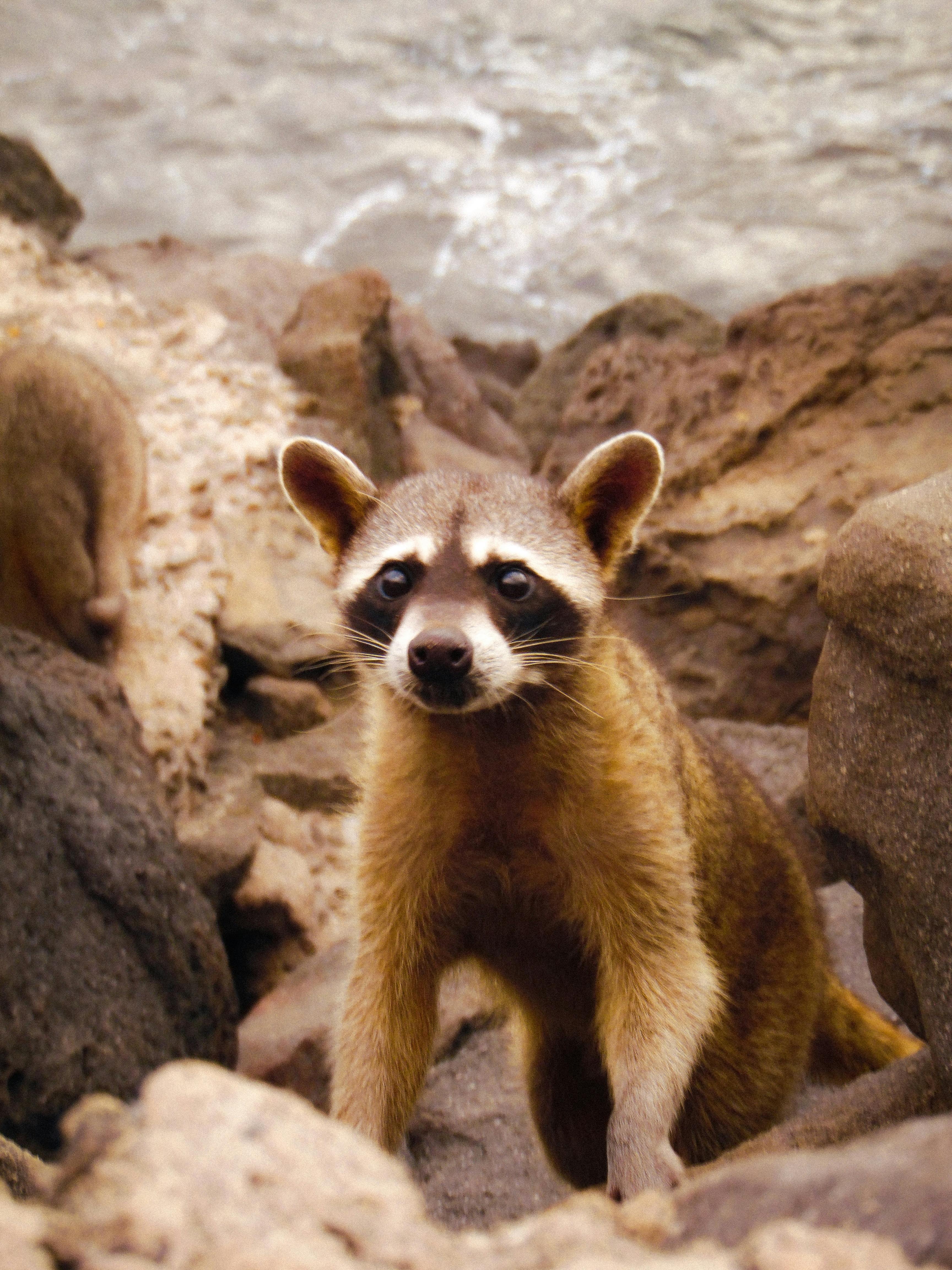 Curious Raccoon on Rocky Shoreline · Free Stock Photo
