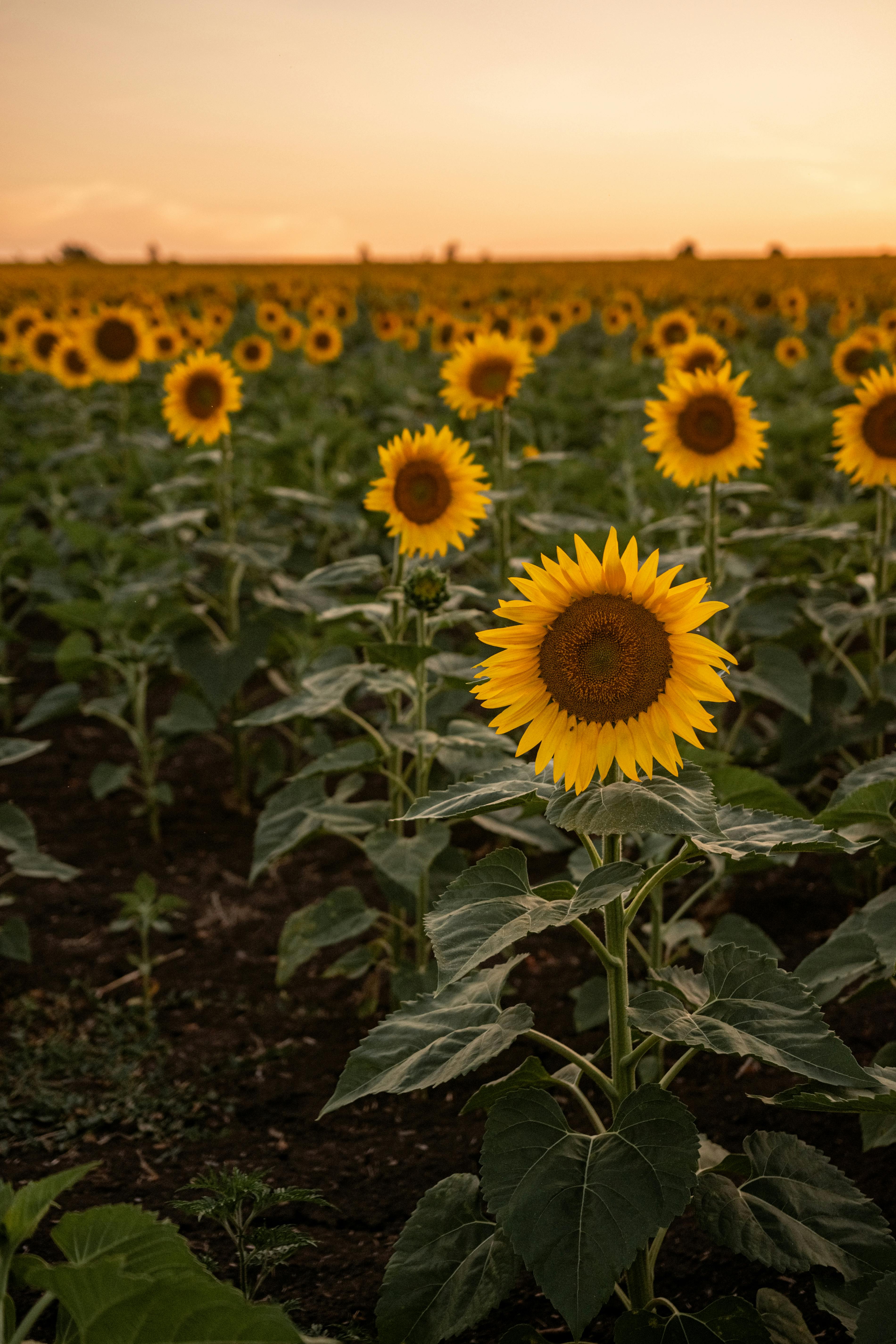 Landscape Photography of Sunflower Field during Sunset · Free Stock Photo
