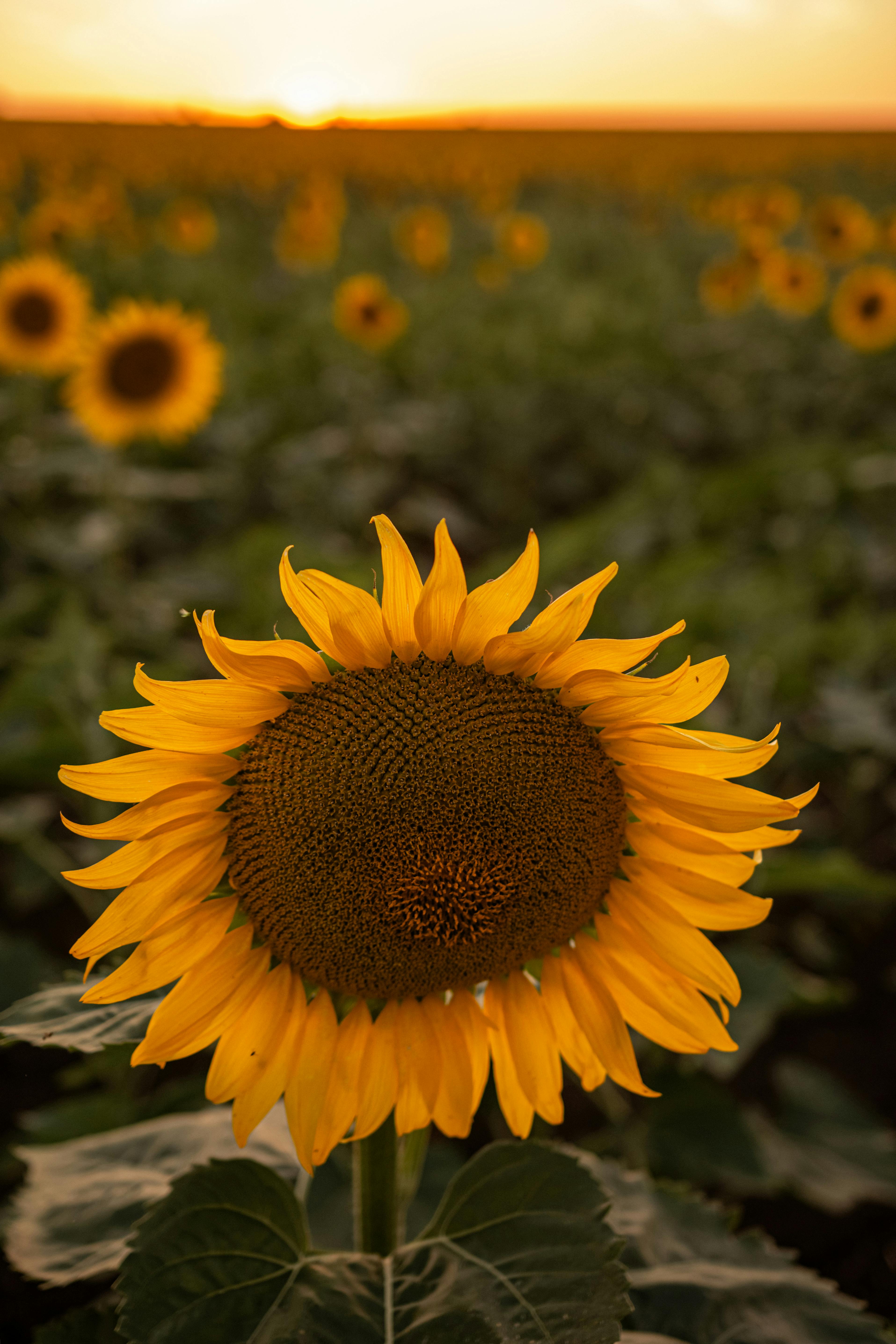 Prydplaene Grow Photos, Download The BEST Free Prydplaene Grow Stock ...