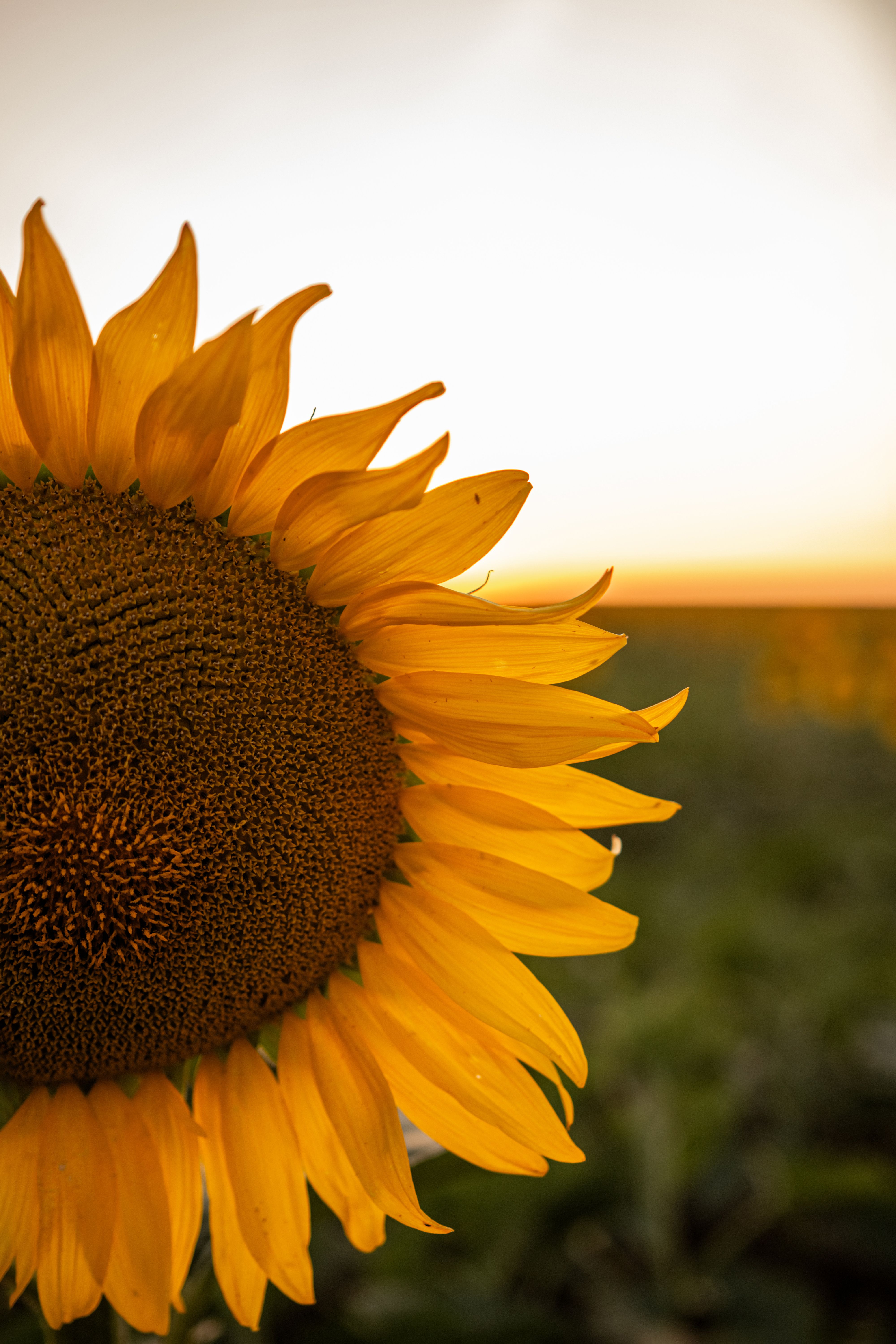 Sunflower during Sunset · Free Stock Photo