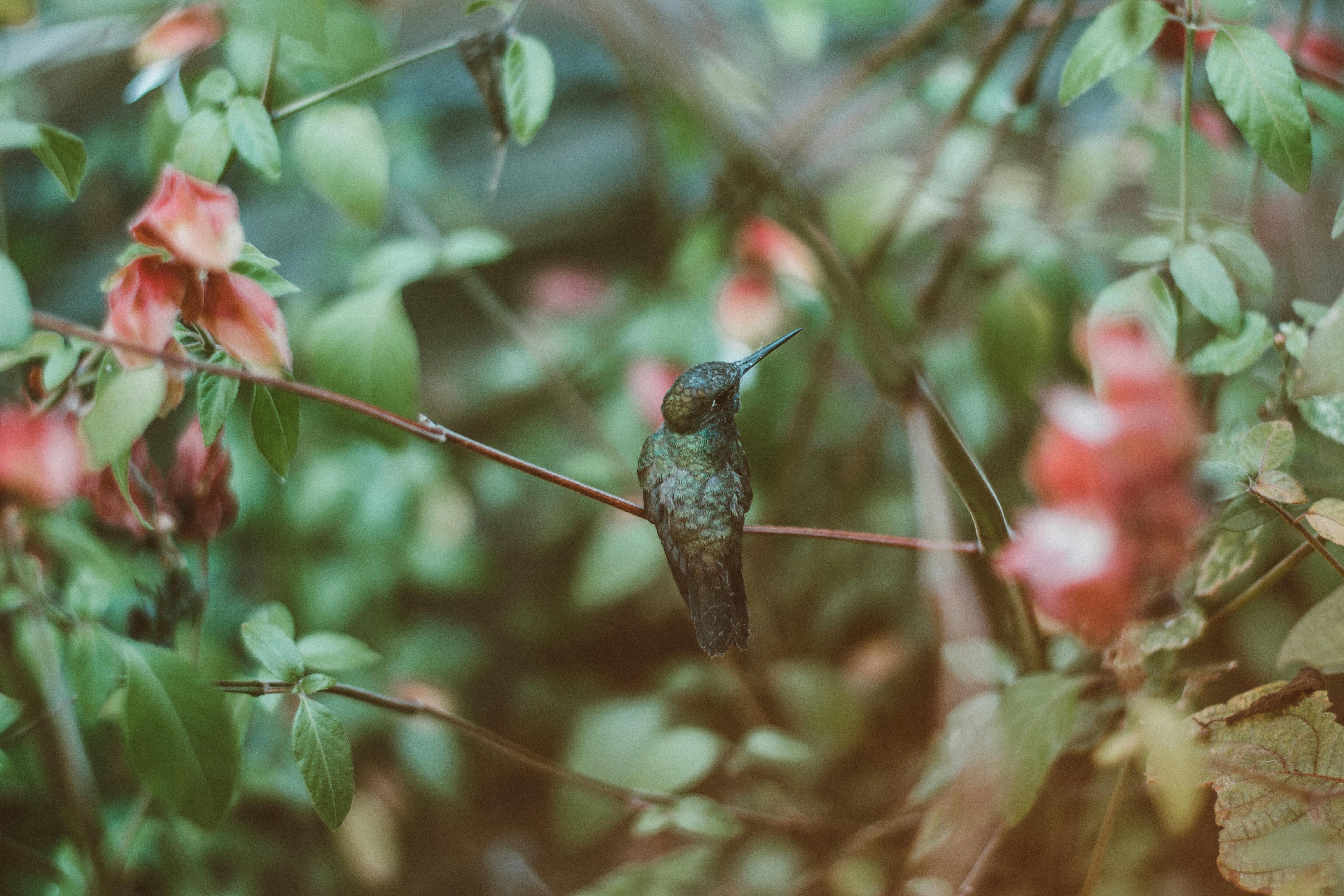 200+ Best Hummingbirds Photos · 100% Free Download · Pexels Stock Photos