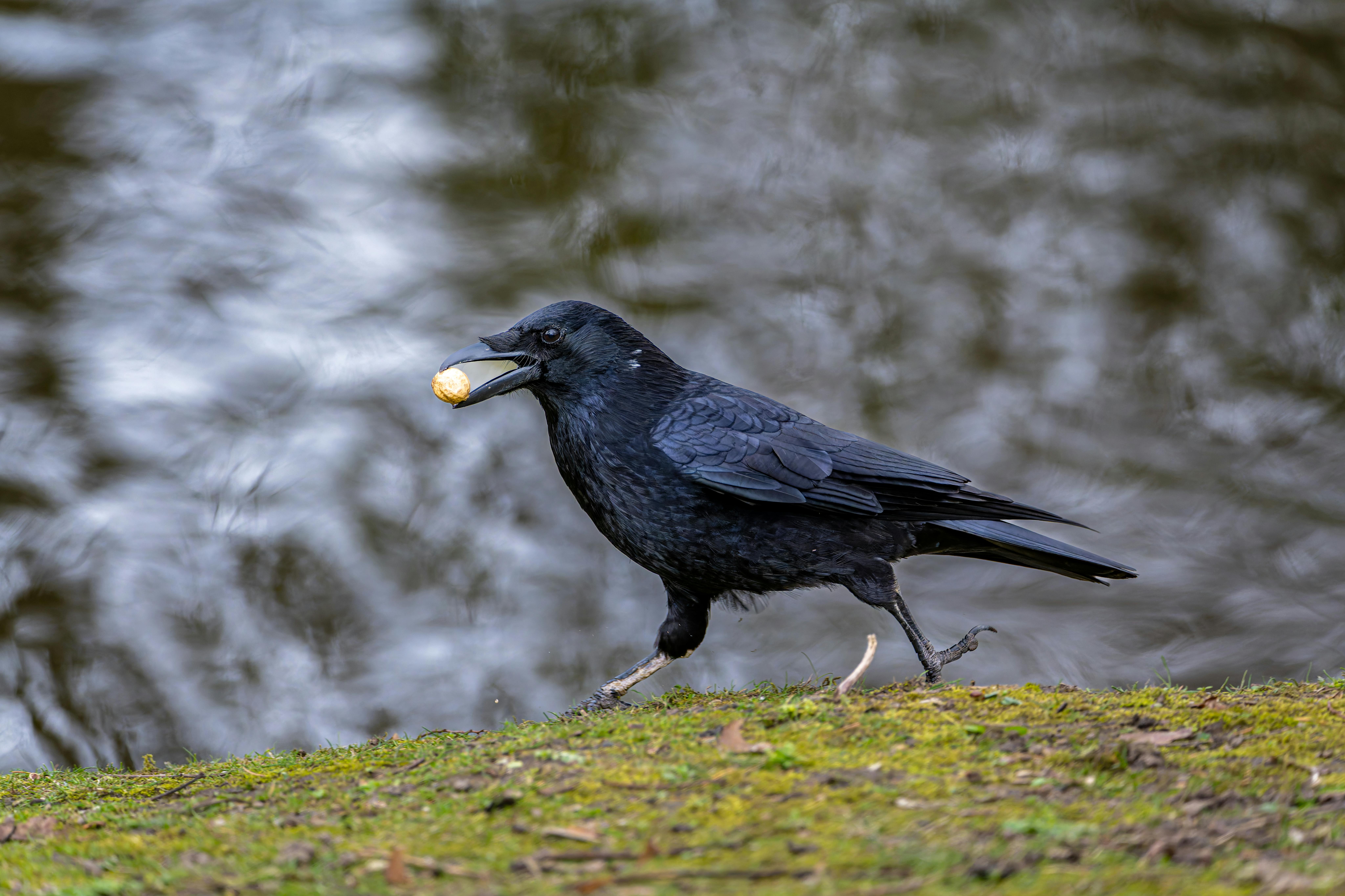 Black Raven Holding Peanut by a Pond · Free Stock Photo