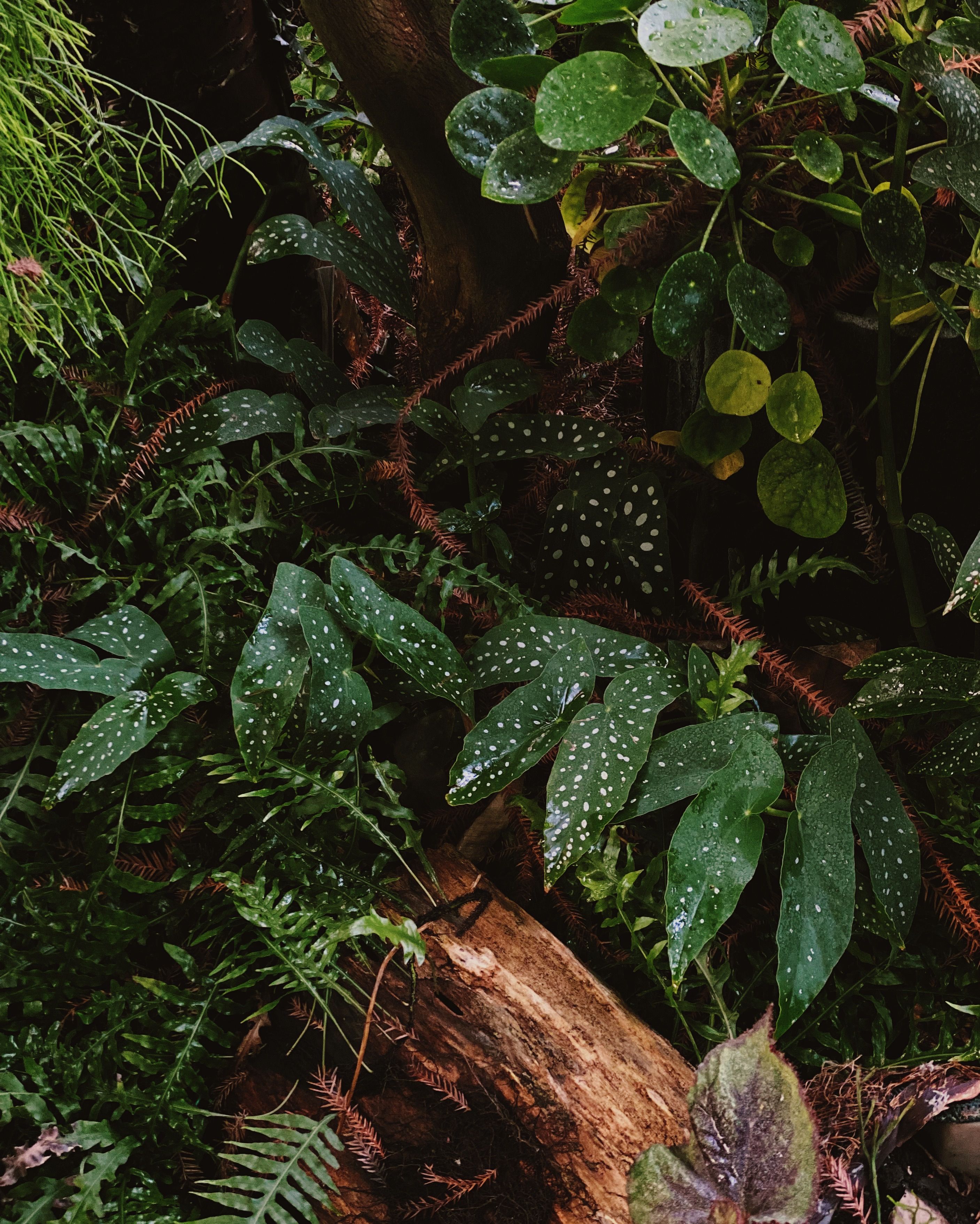Lush Greenery with Spotted Leaves in Kyiv · Free Stock Photo