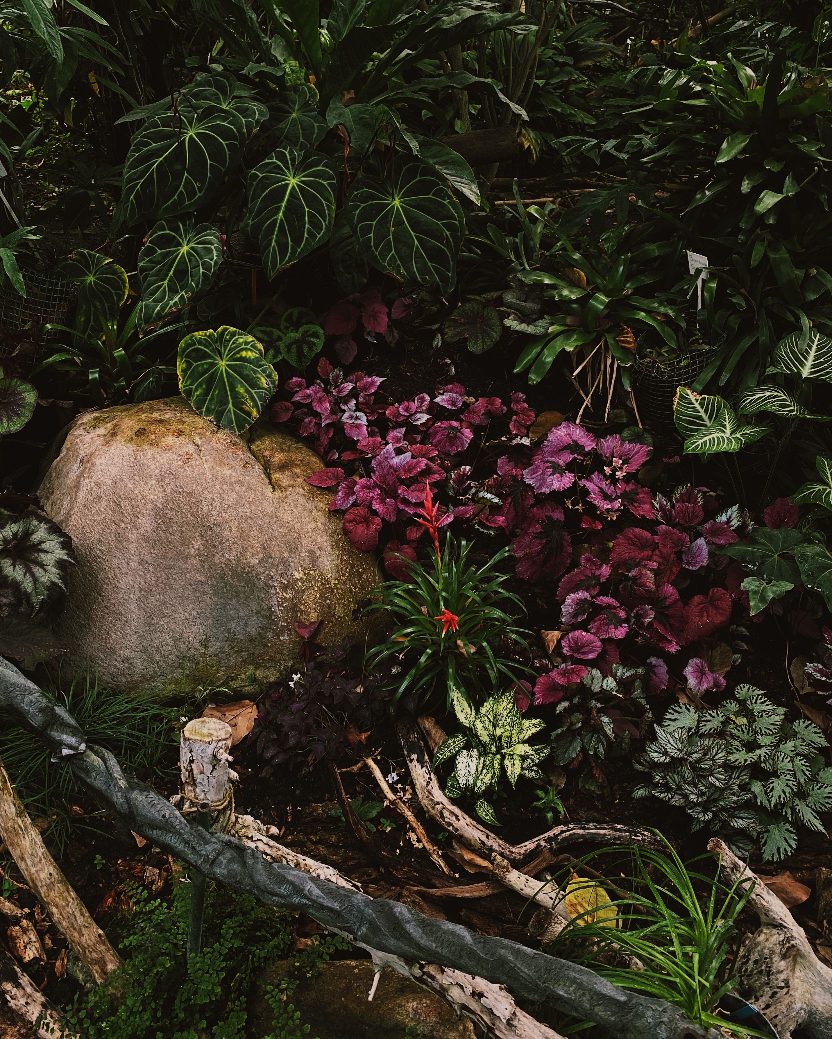 Lush Botanical Garden in Kyiv with Vibrant Foliage · Free Stock Photo