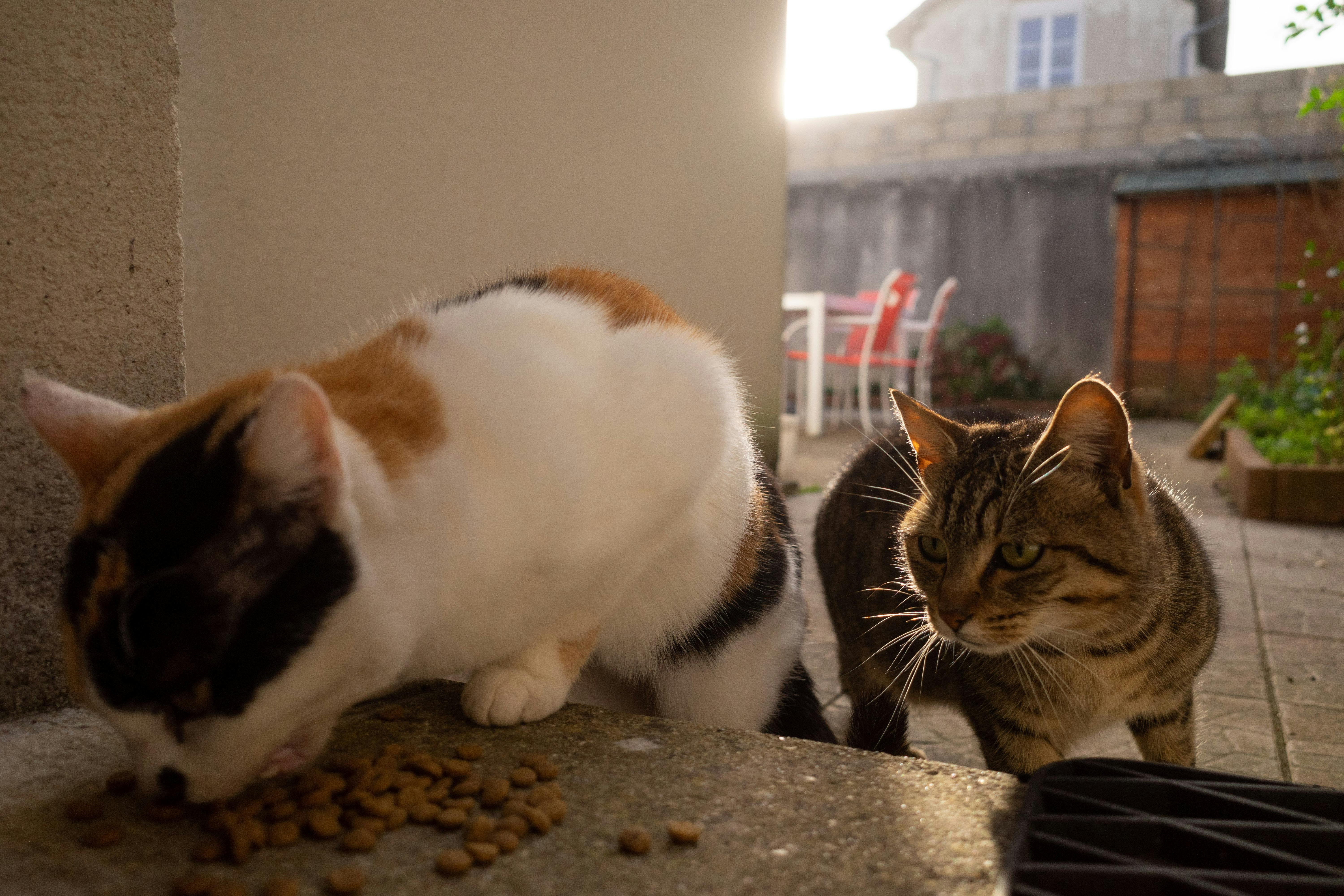 Playful Cats Enjoying a Meal Outdoors · Free Stock Photo