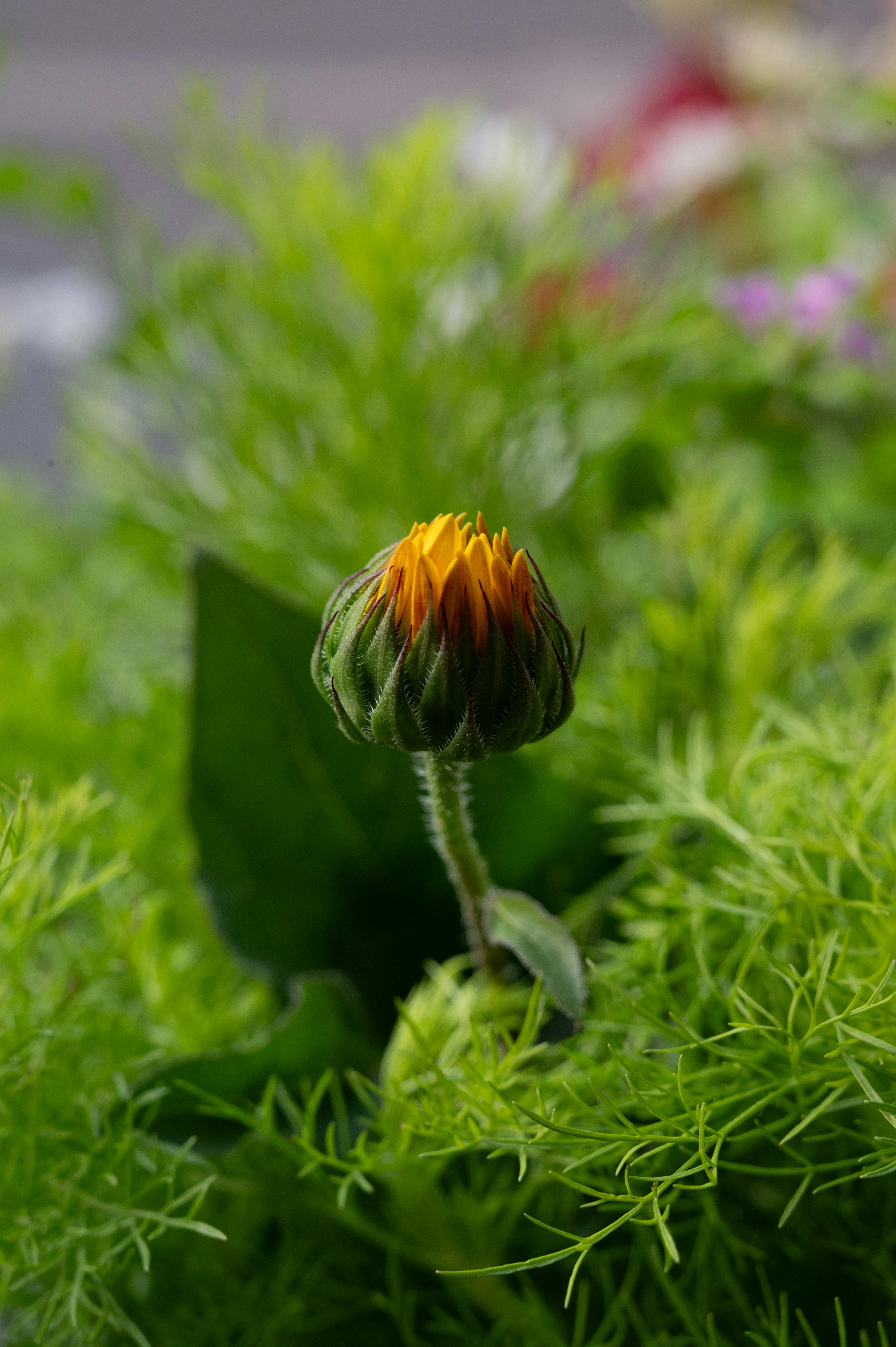 Mini Futbol Photos, Download The BEST Free Mini Futbol Stock Photos ...