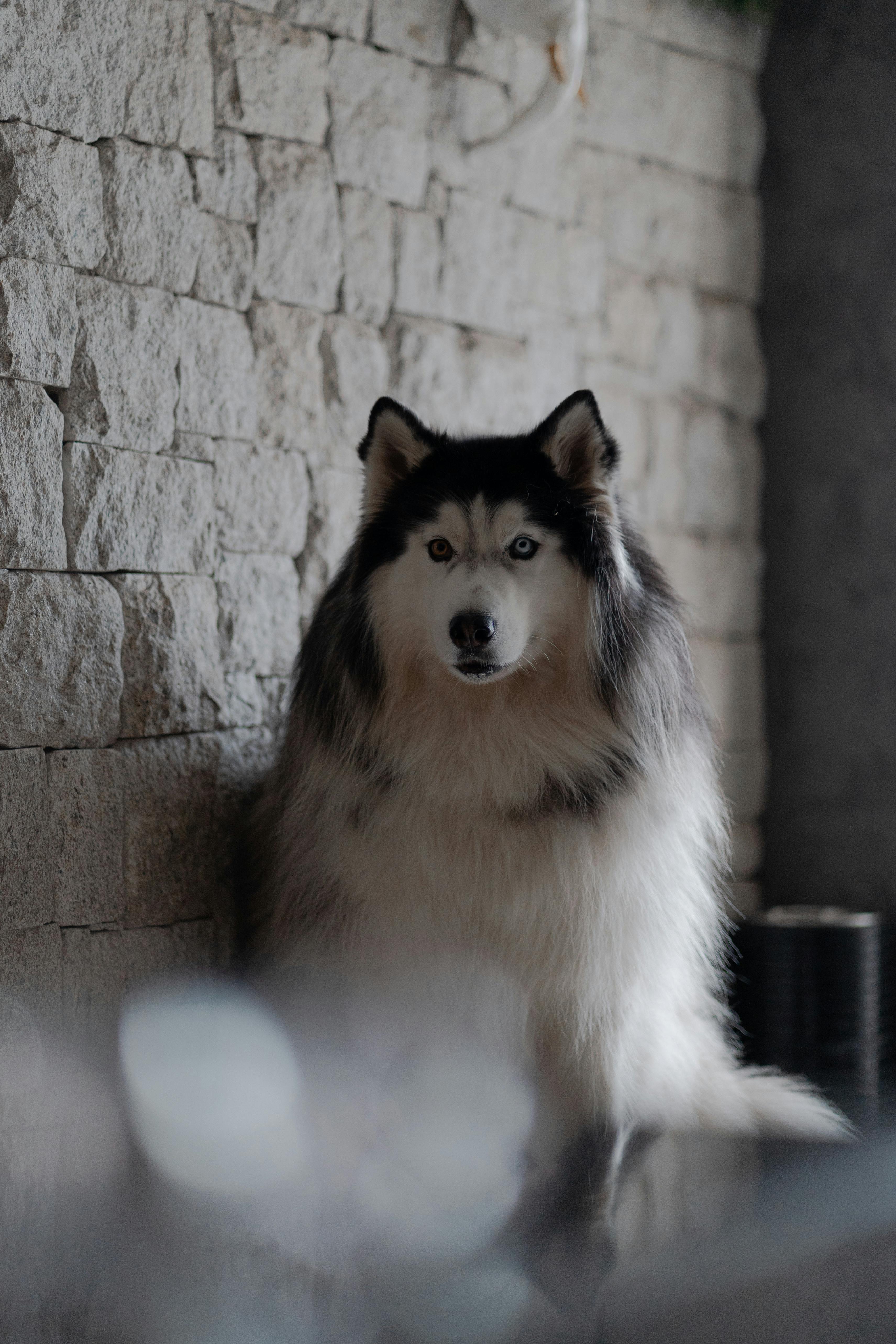 Siberian Husky Dog Against Stone Wall · Free Stock Photo