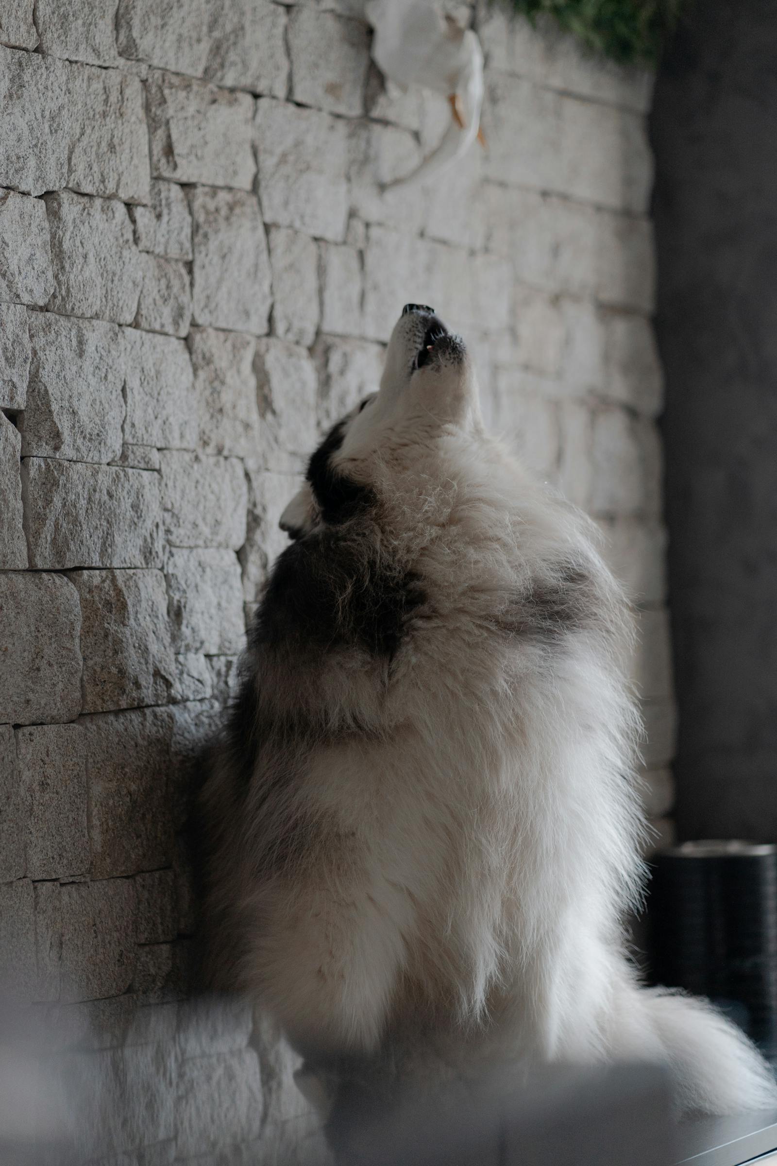 Wolf Howling Photos, Download The BEST Free Wolf Howling Stock Photos ...