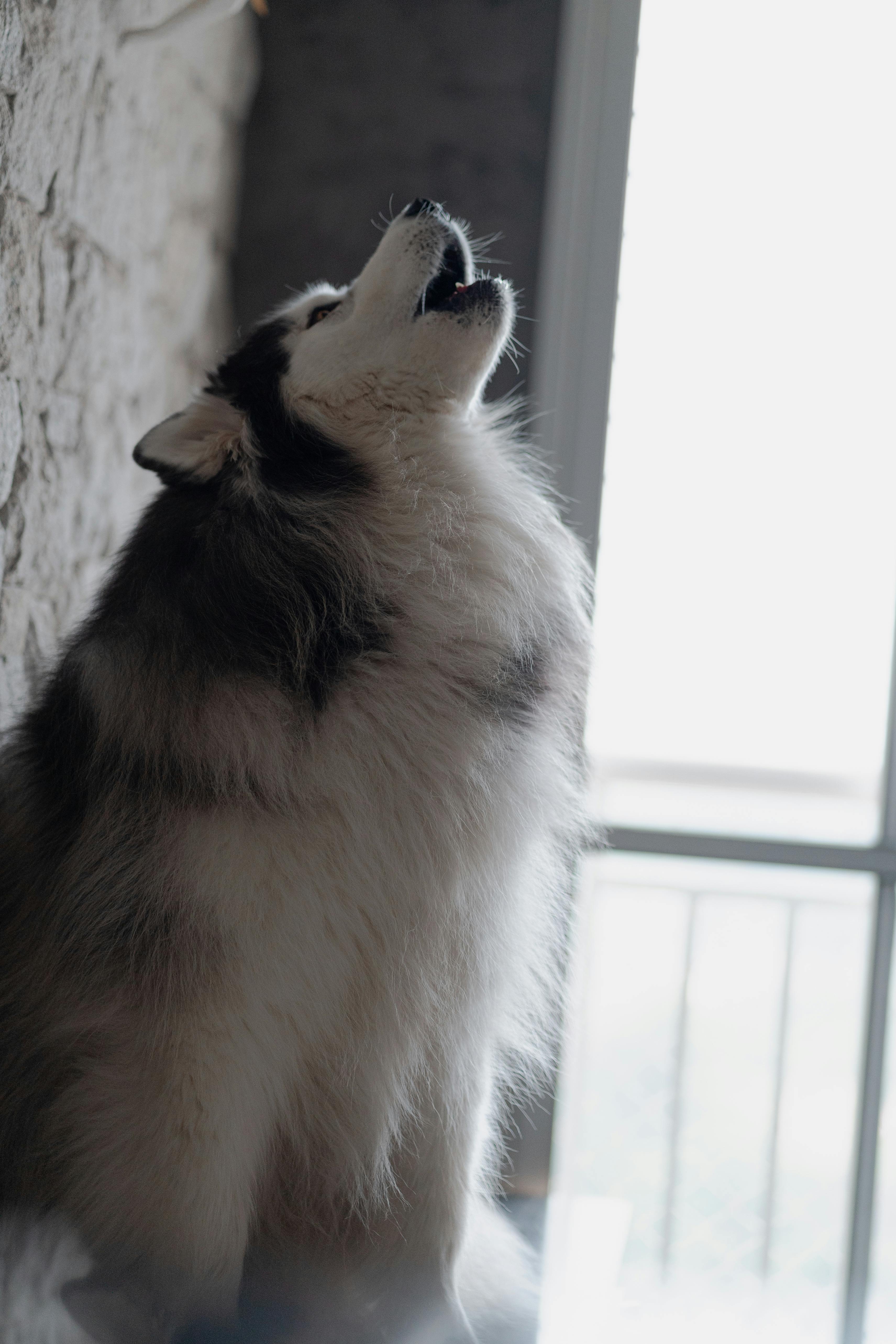 Siberian Husky Howling Indoors by Window · Free Stock Photo