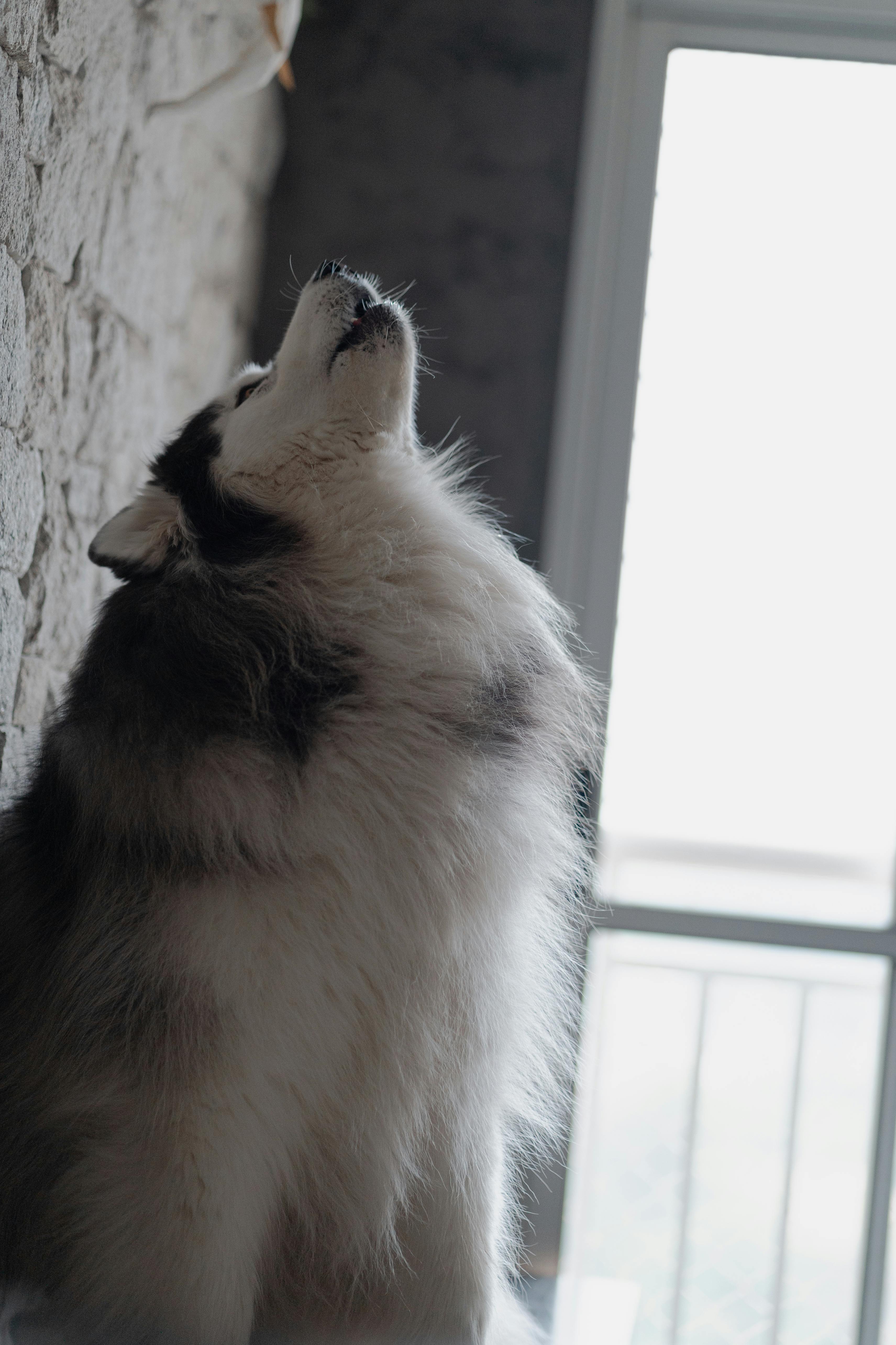 Husky Siberiano Aullando A La Luz En El Interior · Foto de stock gratuita