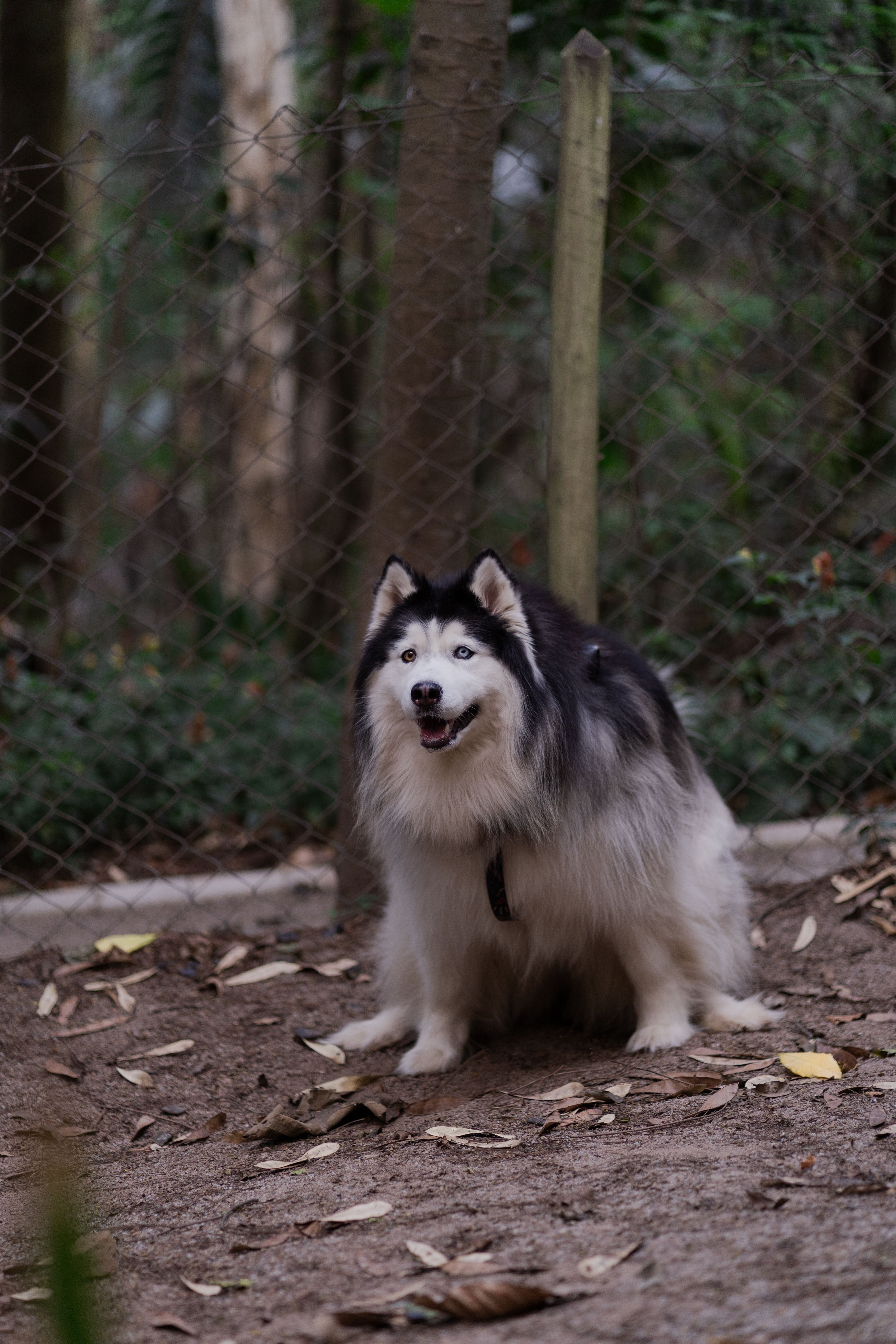 Siberian Husky in Natural Setting Outdoors · Free Stock Photo