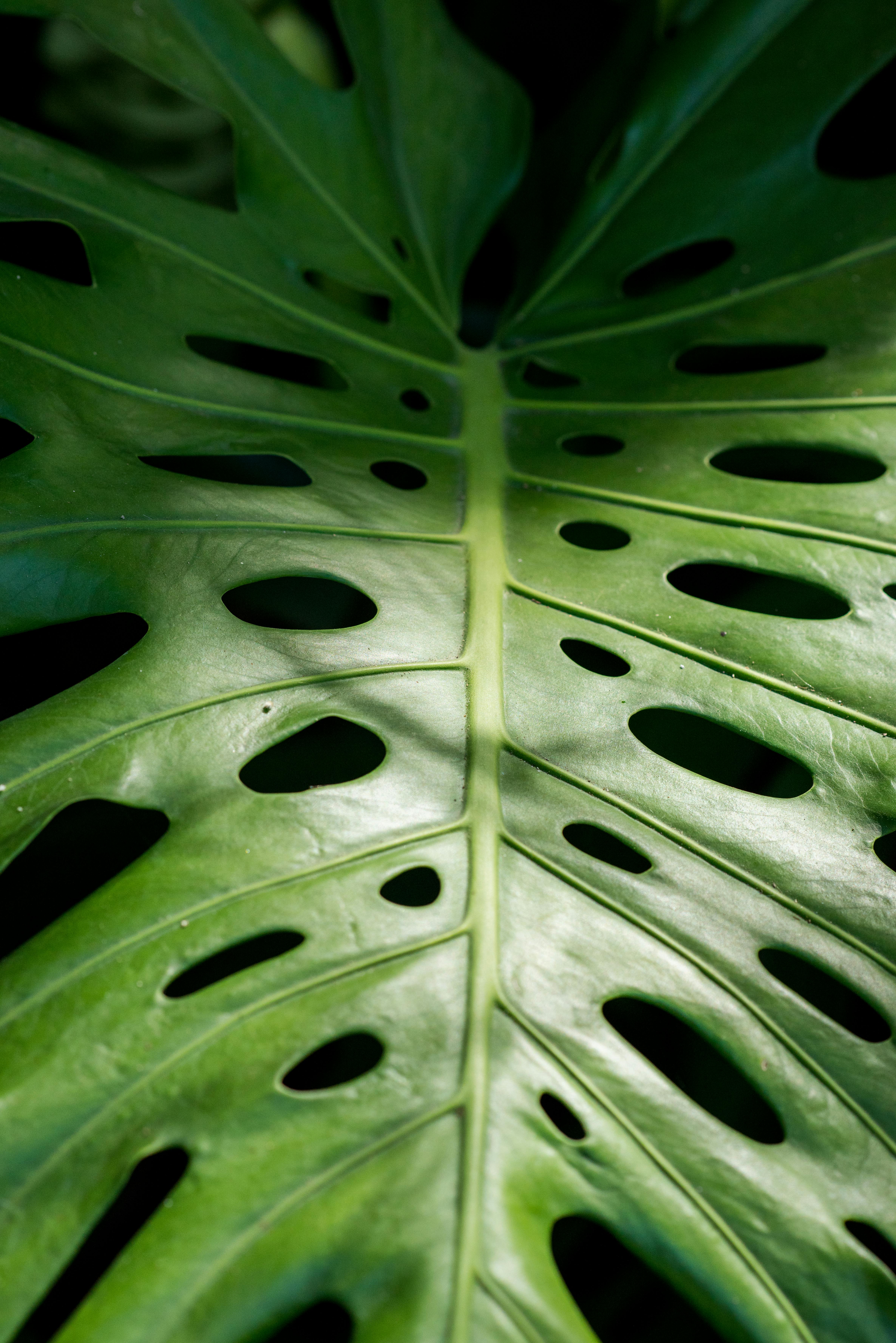 Close-up of a Monstera Leaf with Dramatic Patterns · Free Stock Photo