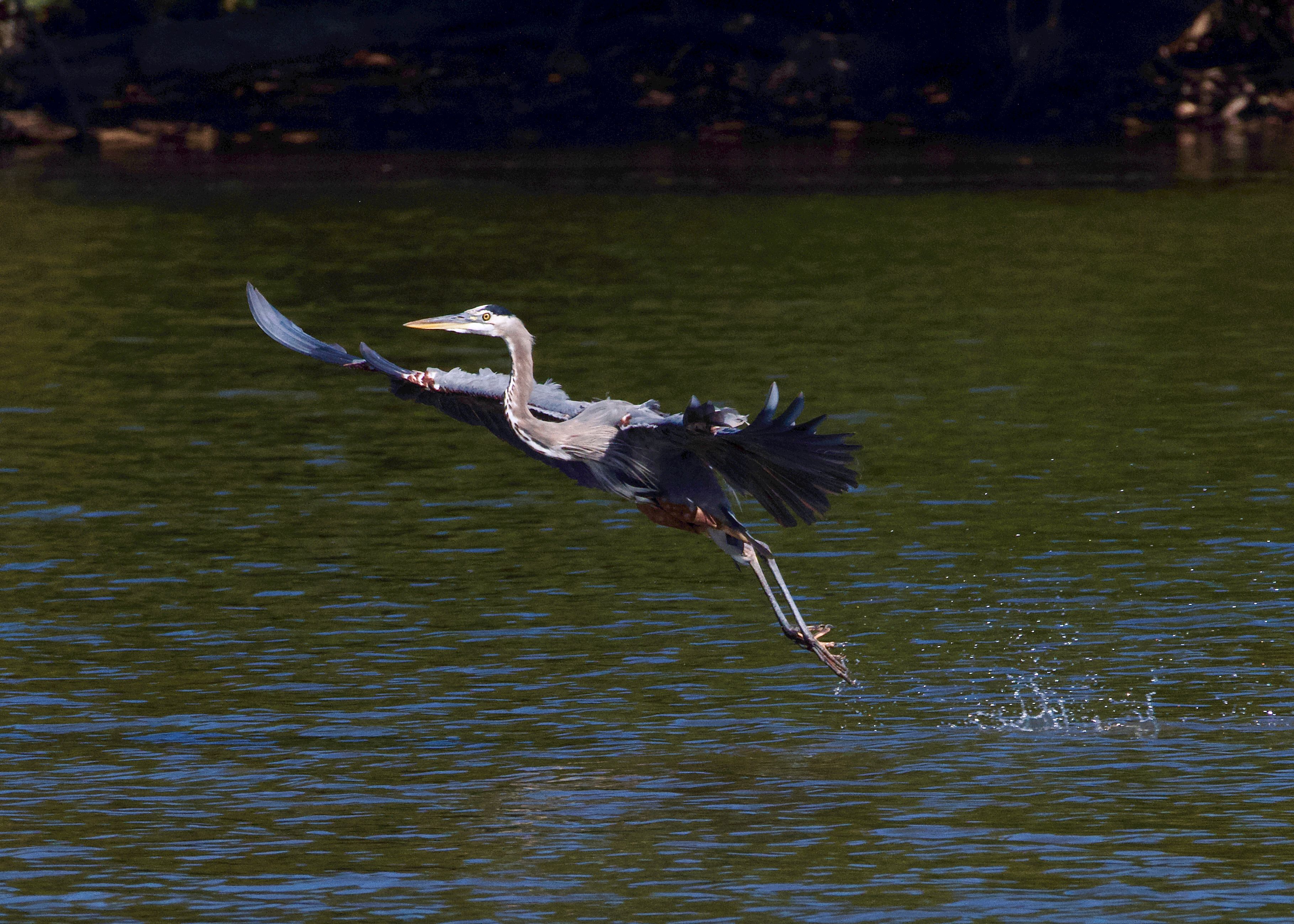 Garza Azul Grande En Vuelo Sobre La Superficie Del Agua · Foto de stock ...