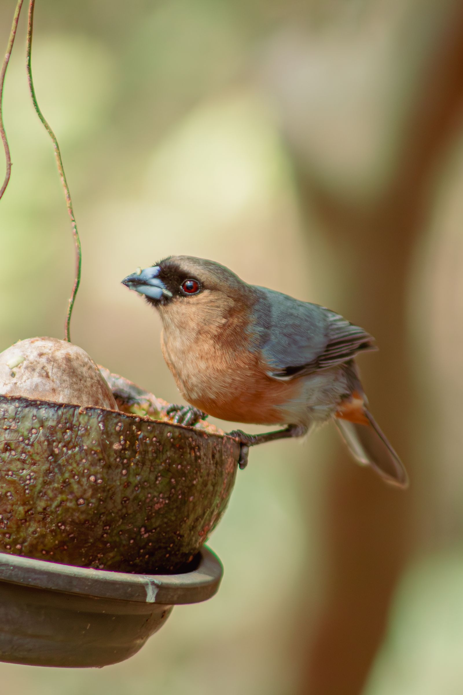 Bird Food Photos, Download The BEST Free Bird Food Stock Photos & HD Images