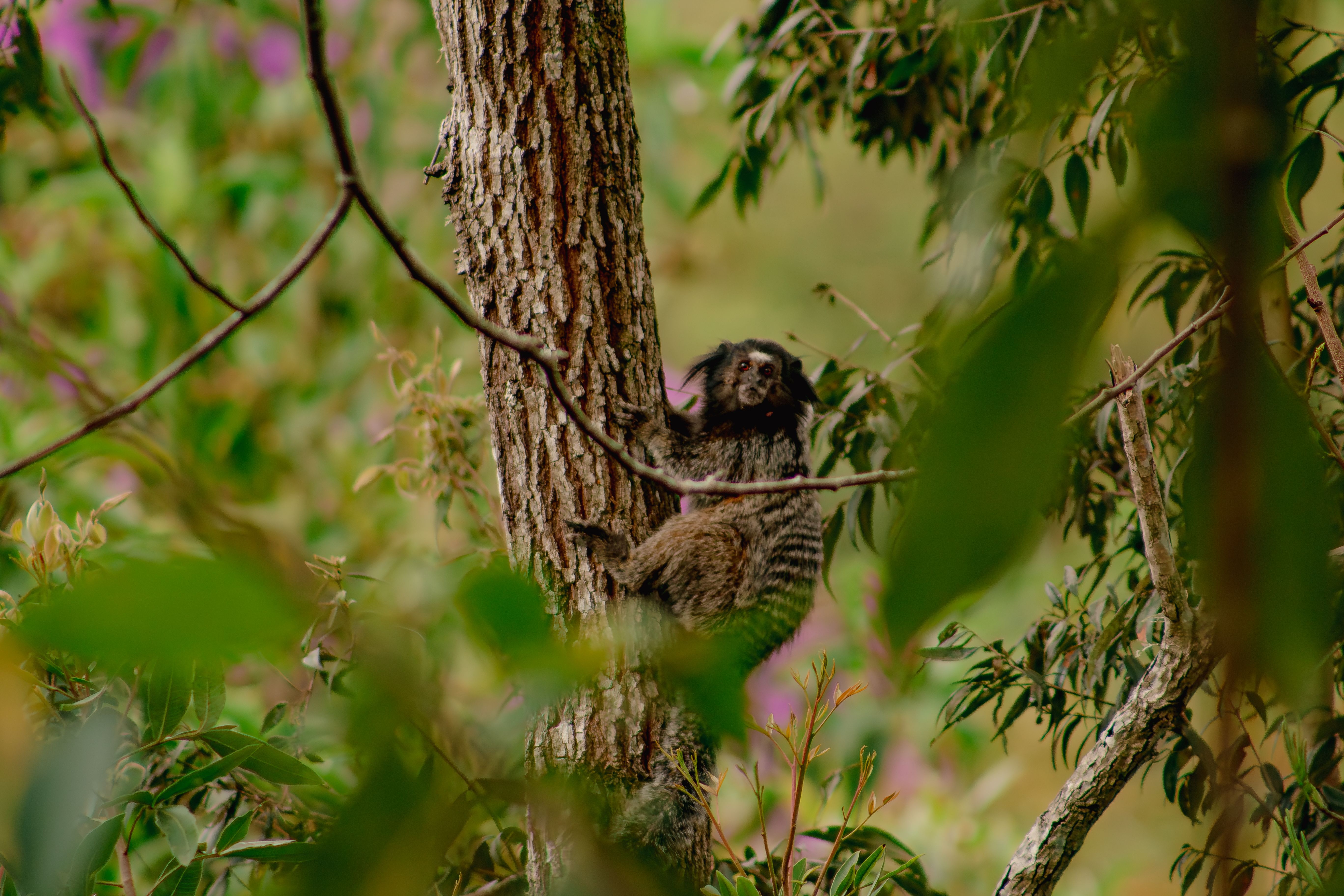 Marmoset Clinging to Tree in Lush Forest Setting · Free Stock Photo