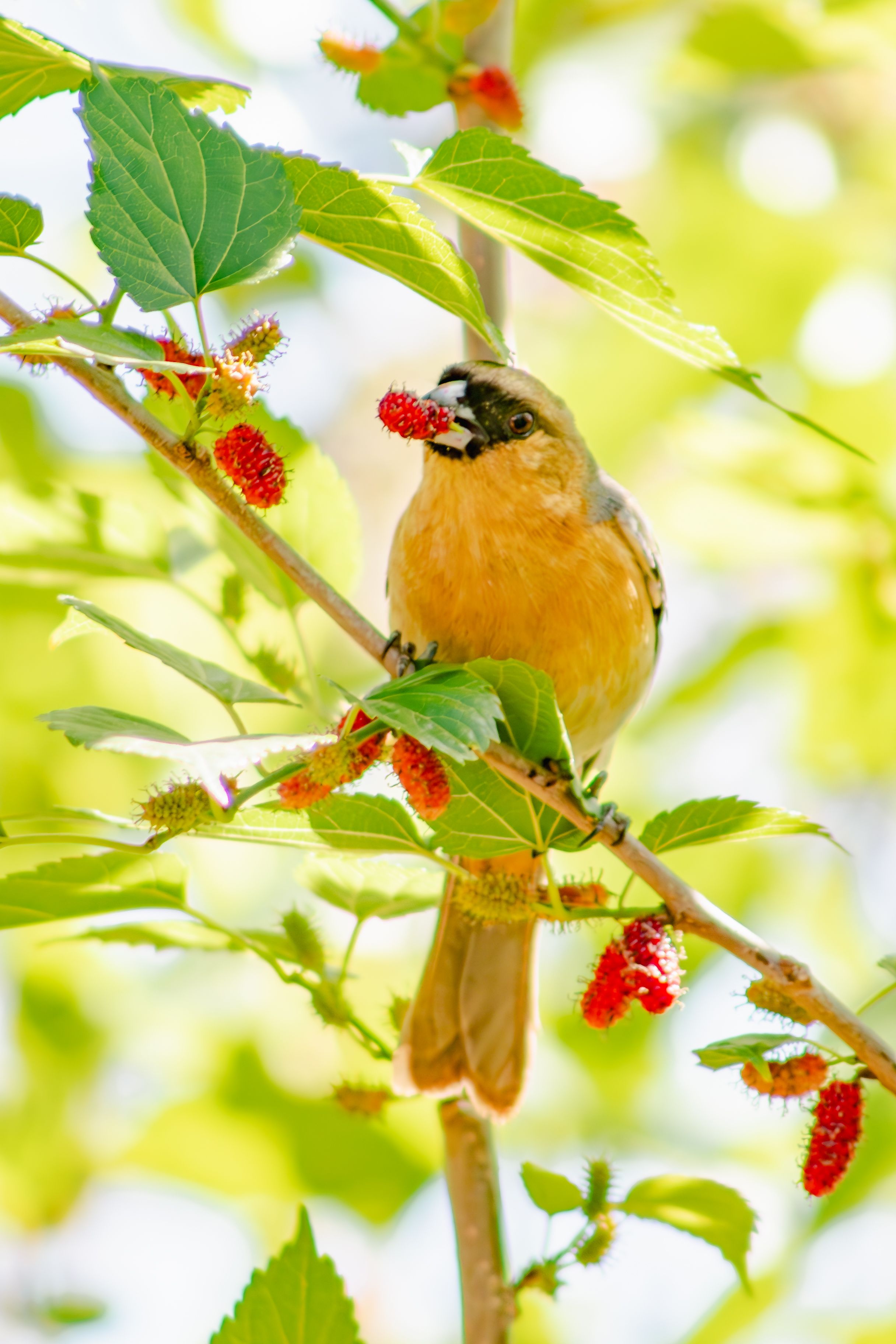 Vibrant Bird Eating Mulberries on a Sunny Day · Free Stock Photo