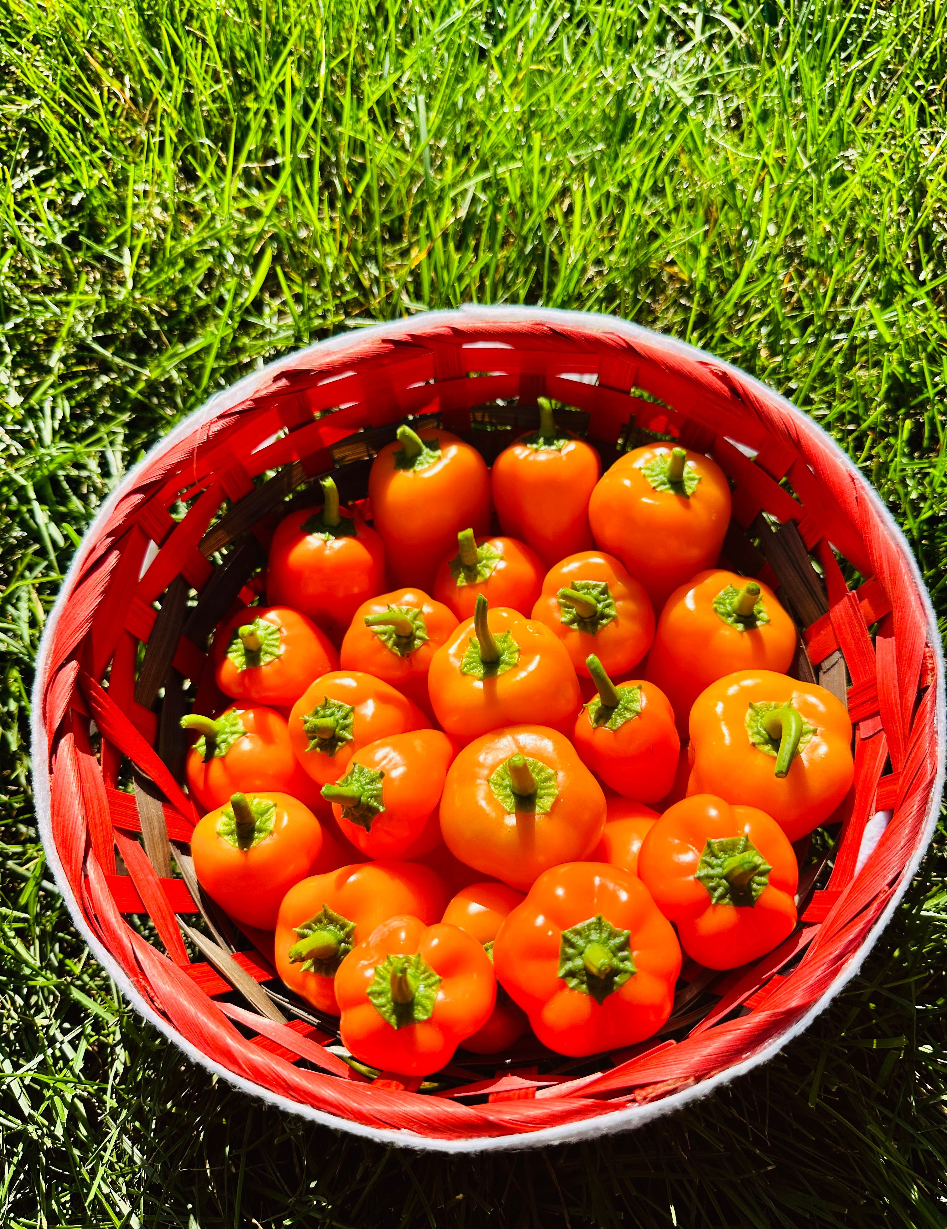 Vibrant Basket of Orange Mini Bell Peppers · Free Stock Photo