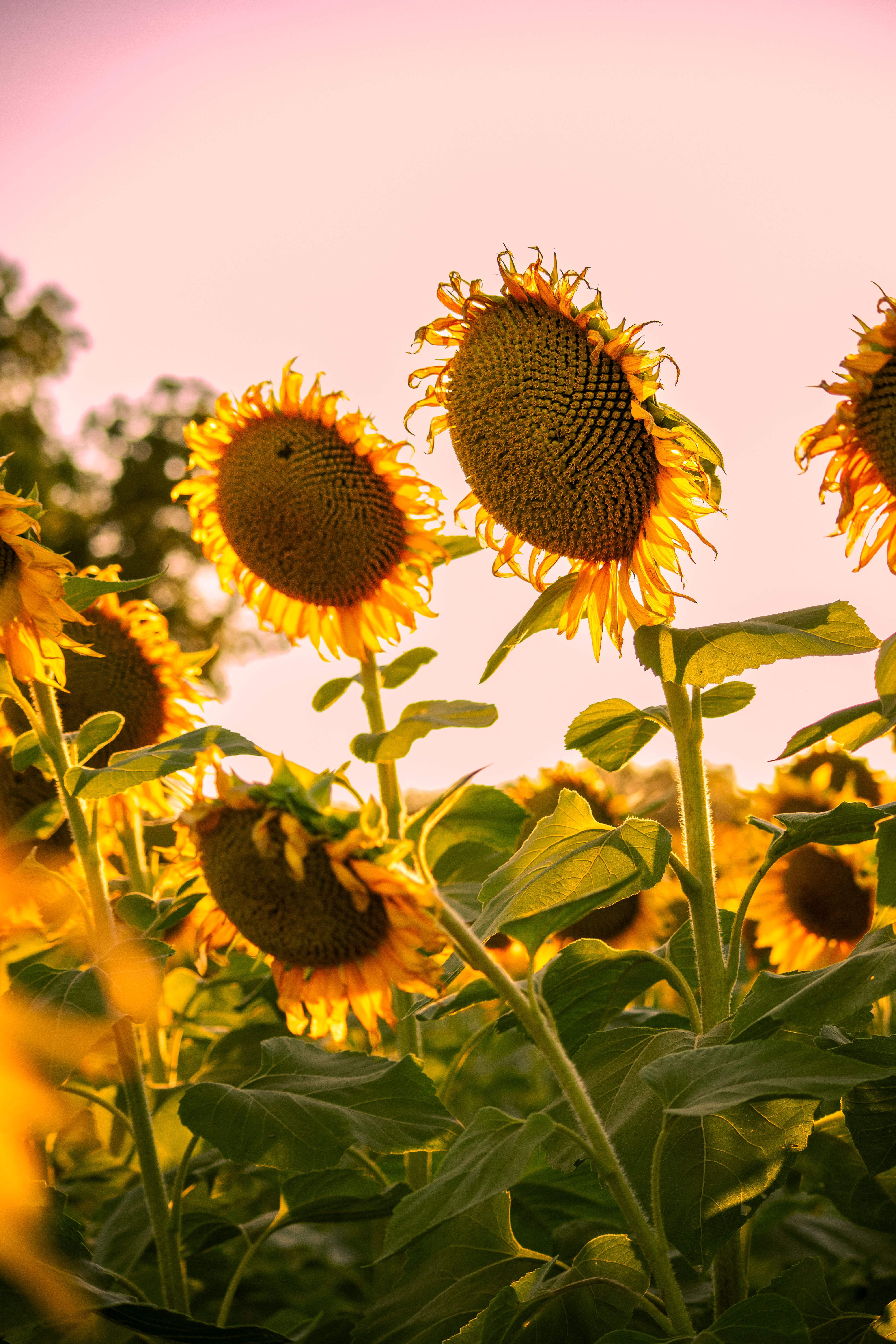 Vibrant Sunflowers at Sunset in Lawrence, KS · Free Stock Photo