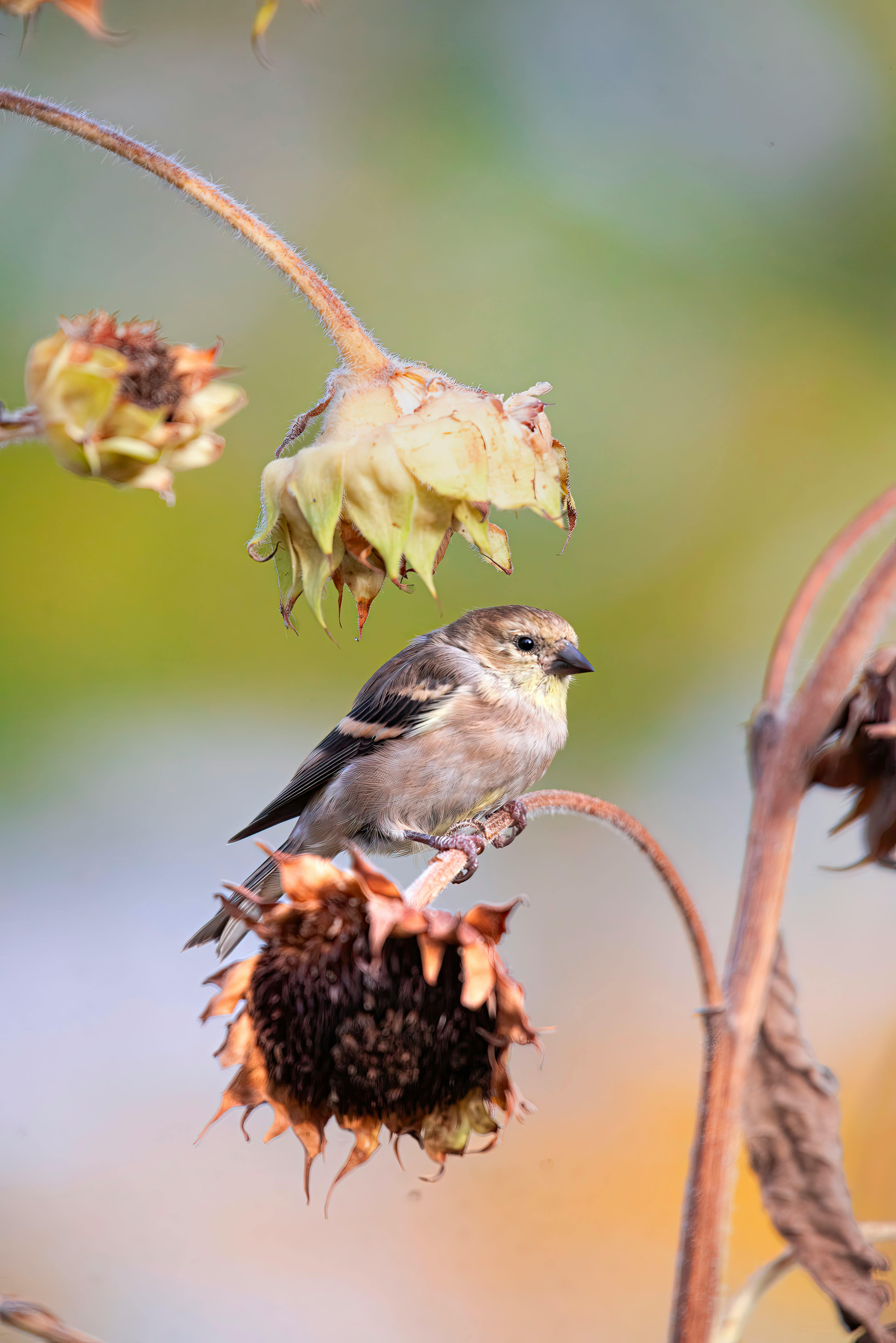 Charming Sparrow on Wilted Sunflowers in Autumn · Free Stock Photo