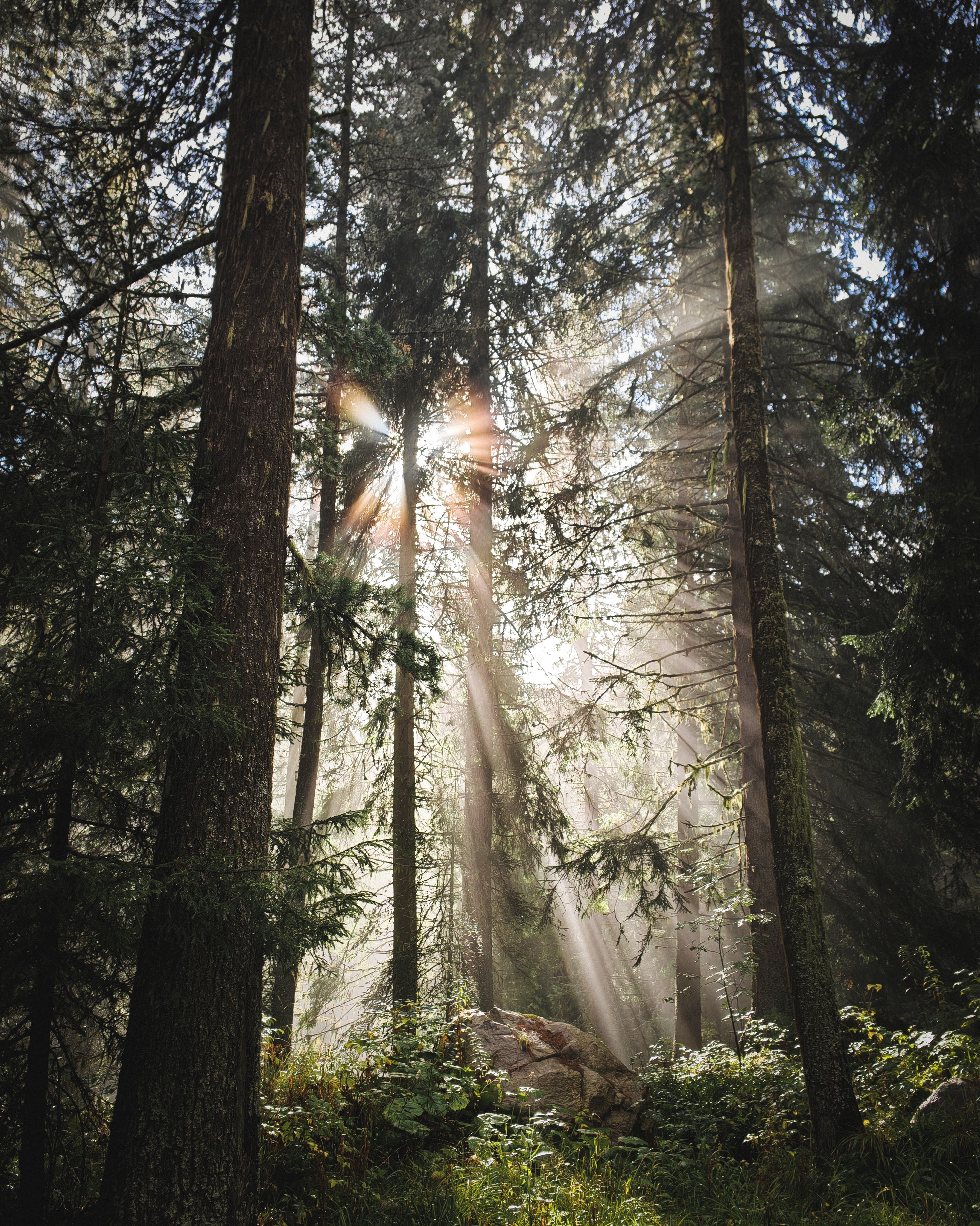 Photo Of Forest During Daytime · Free Stock Photo
