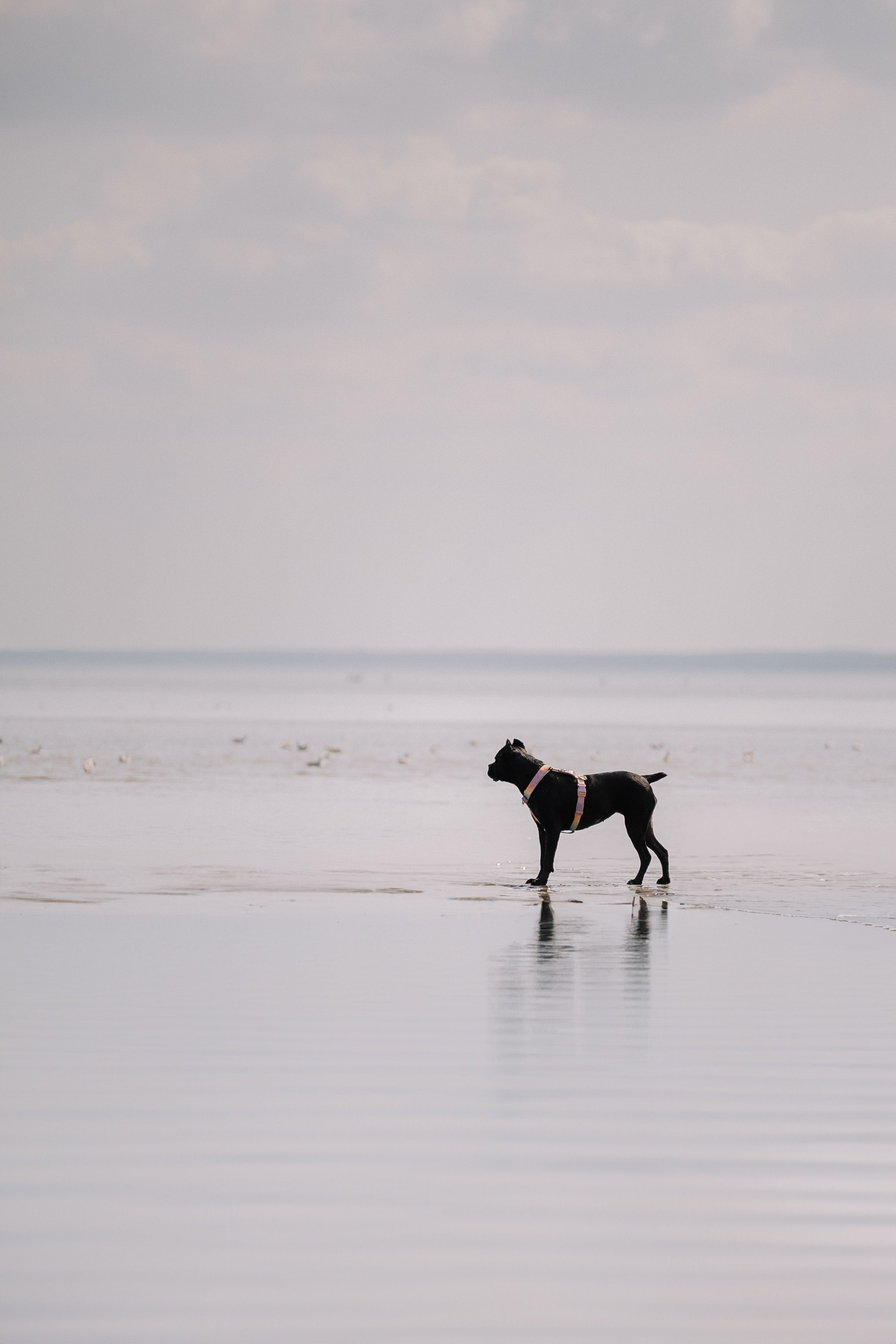 Silhouette of a Dog on Tranquil Beach Scenery · Free Stock Photo