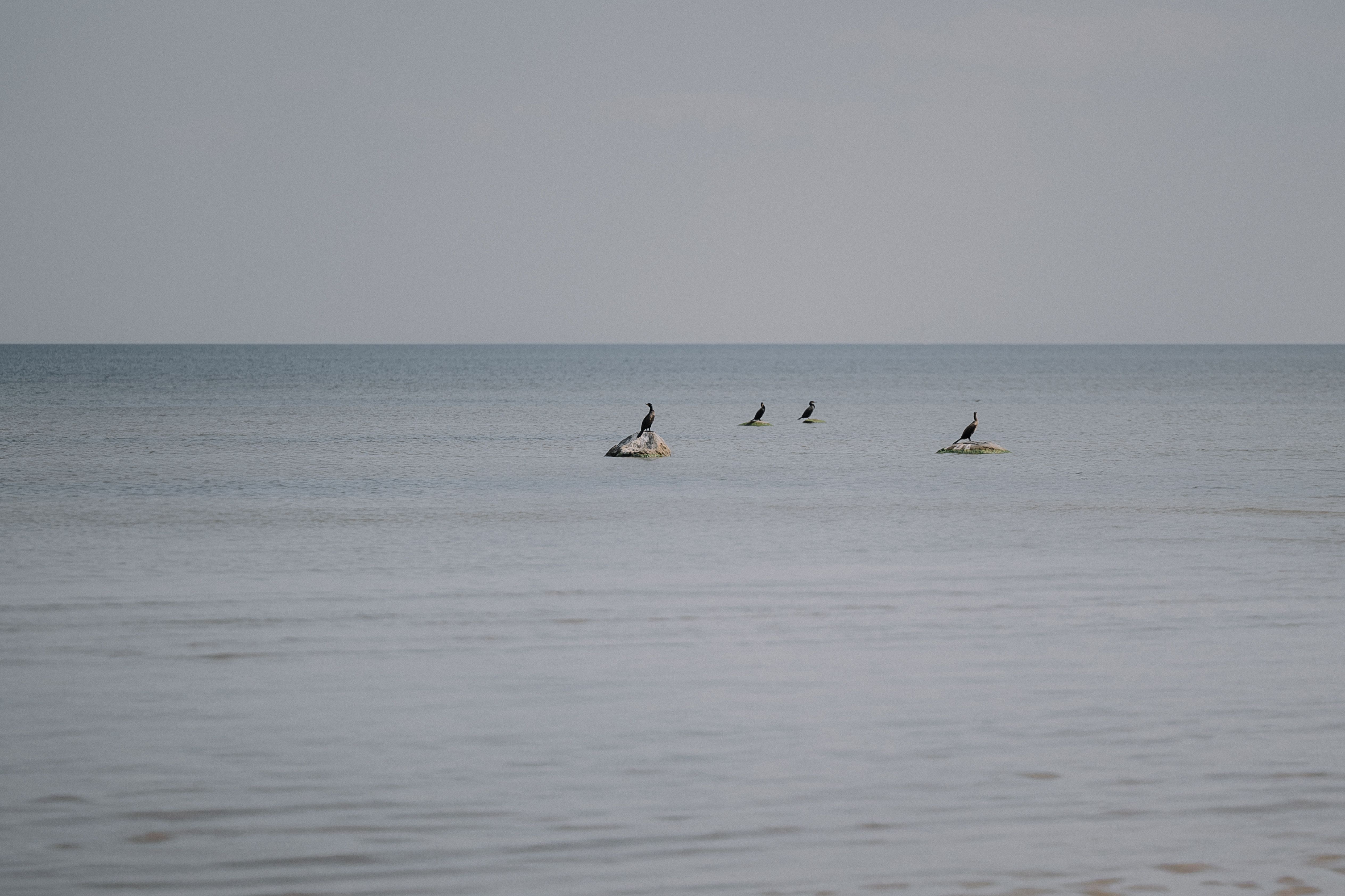 Tranquil Scene of Birds on Rocks in Calm Sea · Free Stock Photo