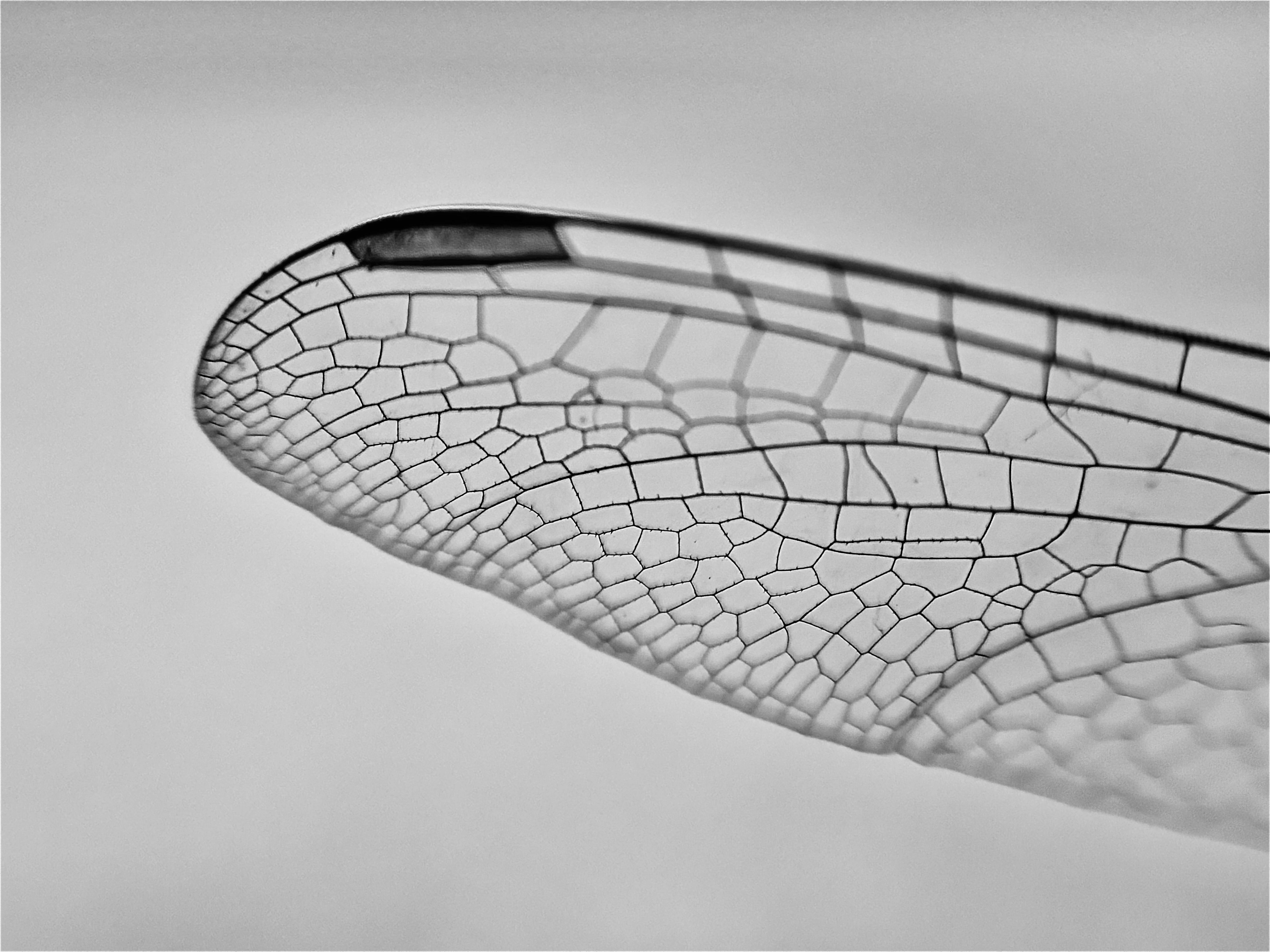 Imagen De Primer Plano De La Estructura Del Ala De Una Libélula · Foto ...