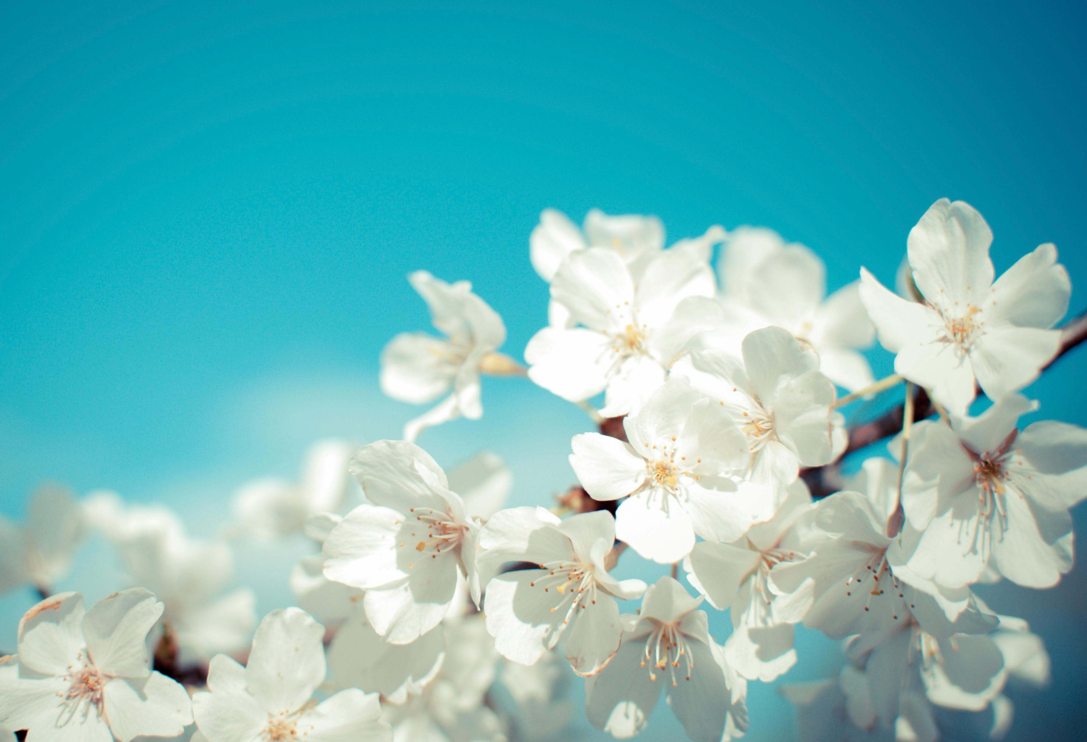 Cluster of Blooming Pink Flowers · Free Stock Photo