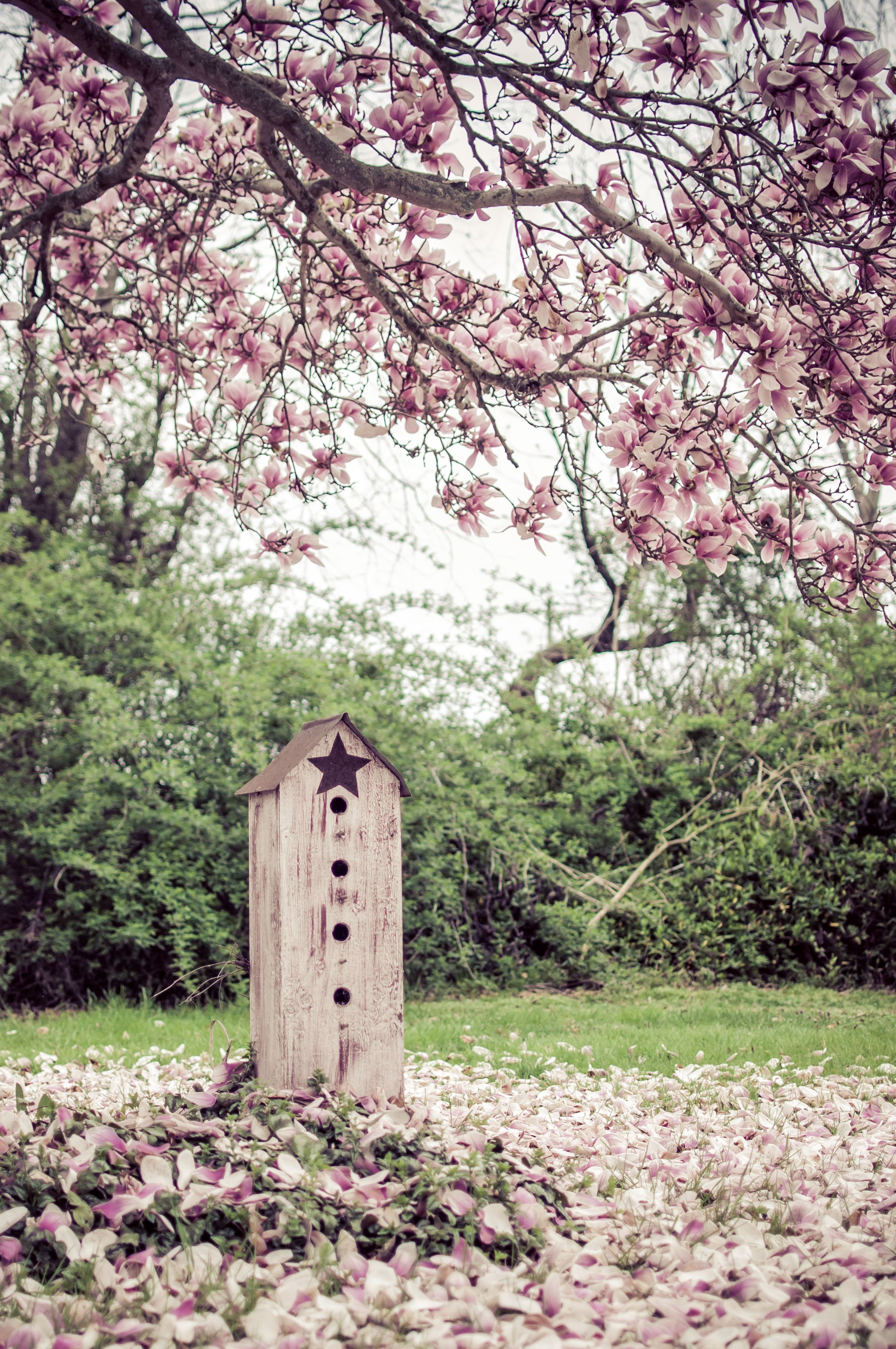 Rustic Birdhouse Amid Spring Magnolia Blossoms · Free Stock Photo