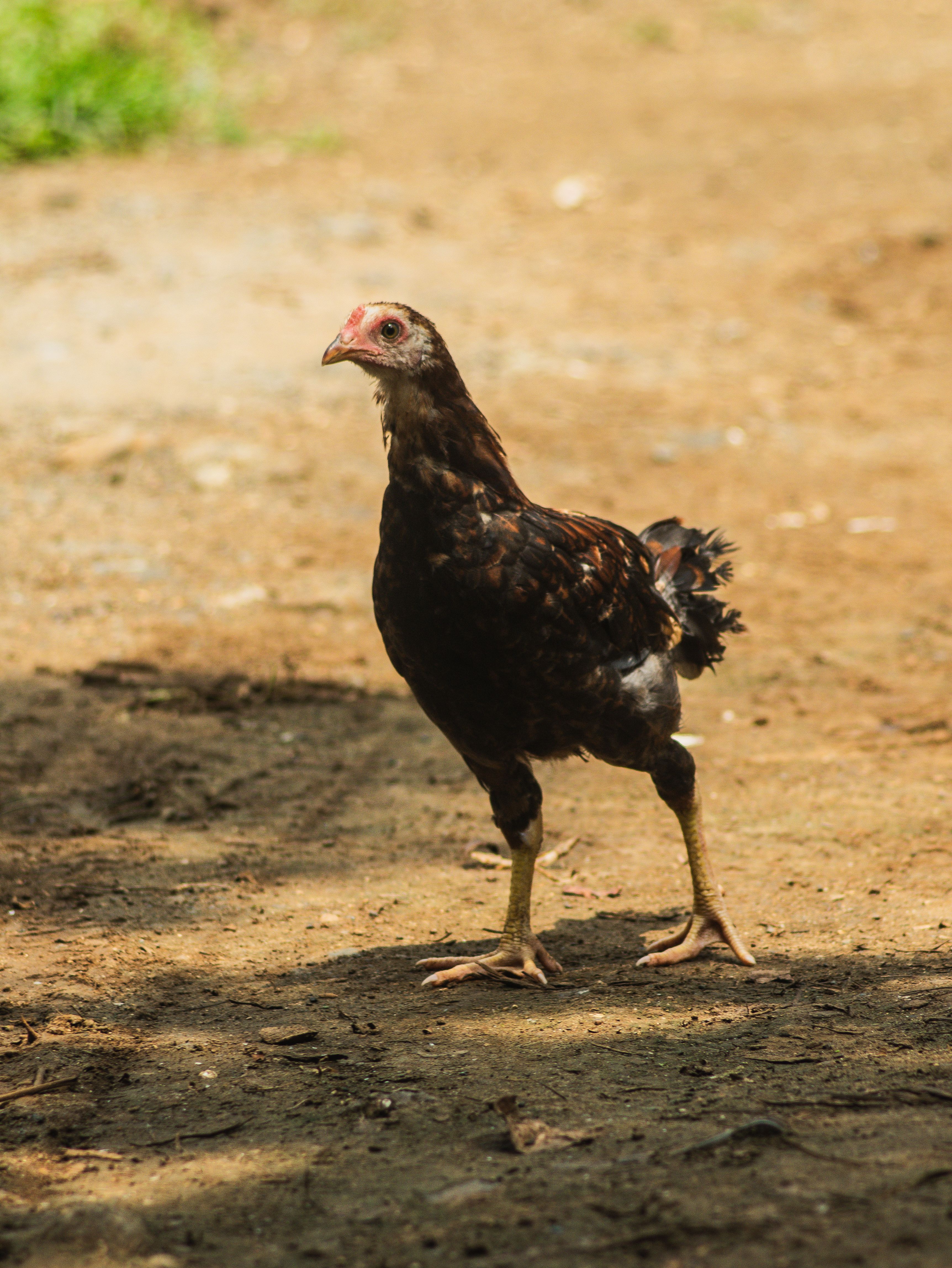 Free-ranging chicken in natural habitat · Free Stock Photo