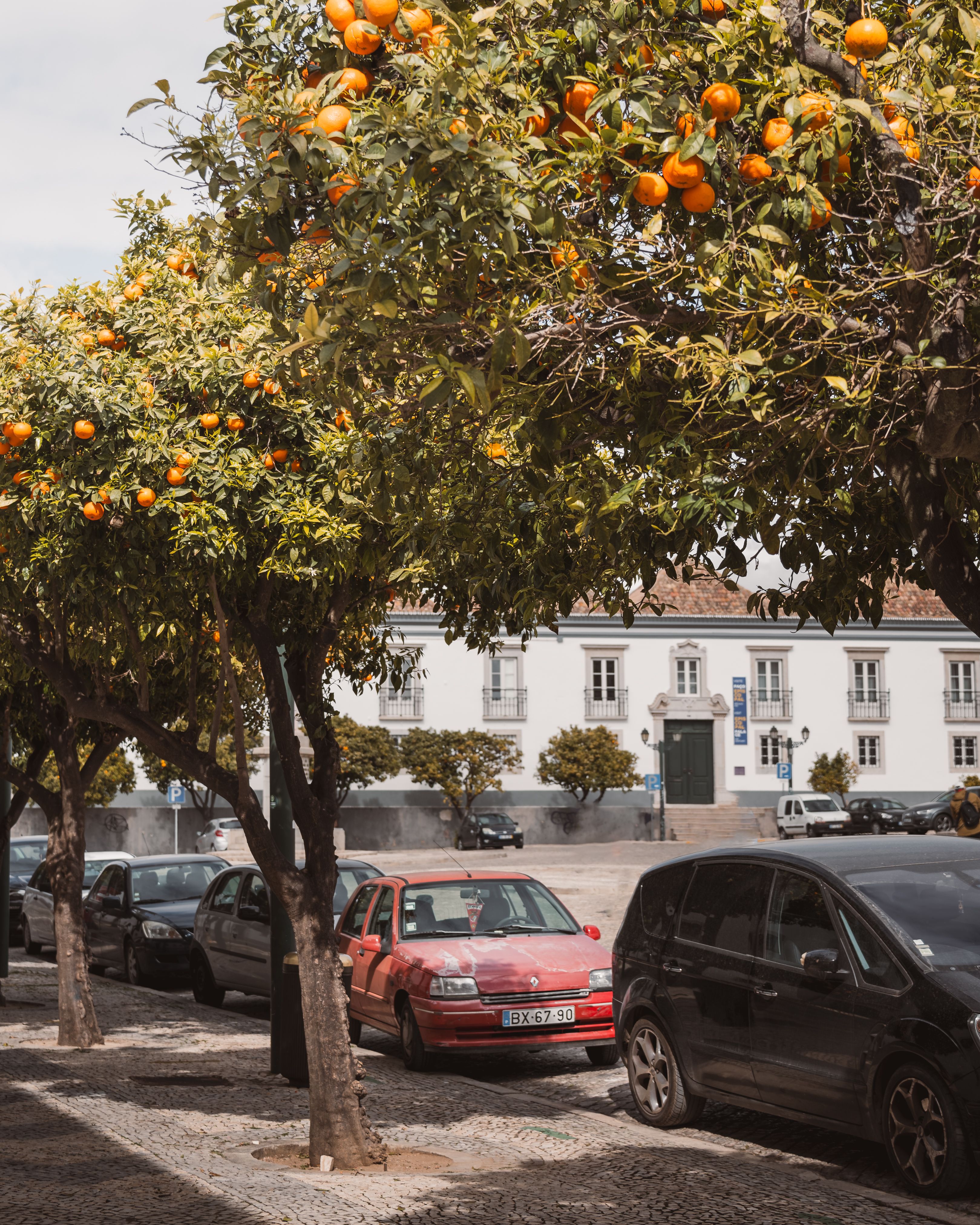 Charming Urban Street Lined with Orange Trees · Free Stock Photo