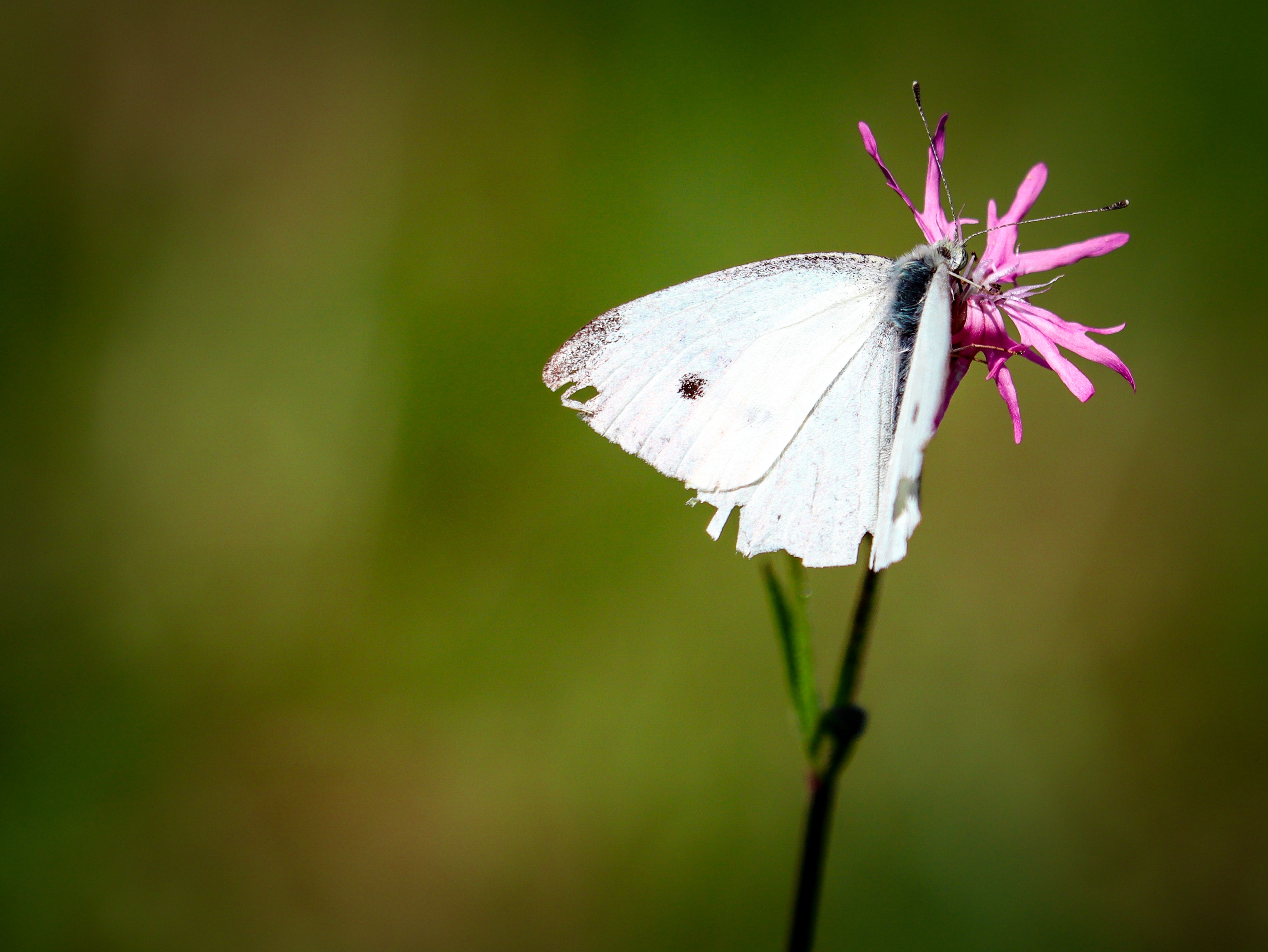 Nectar Snowball Photos, Download The BEST Free Nectar Snowball Stock ...