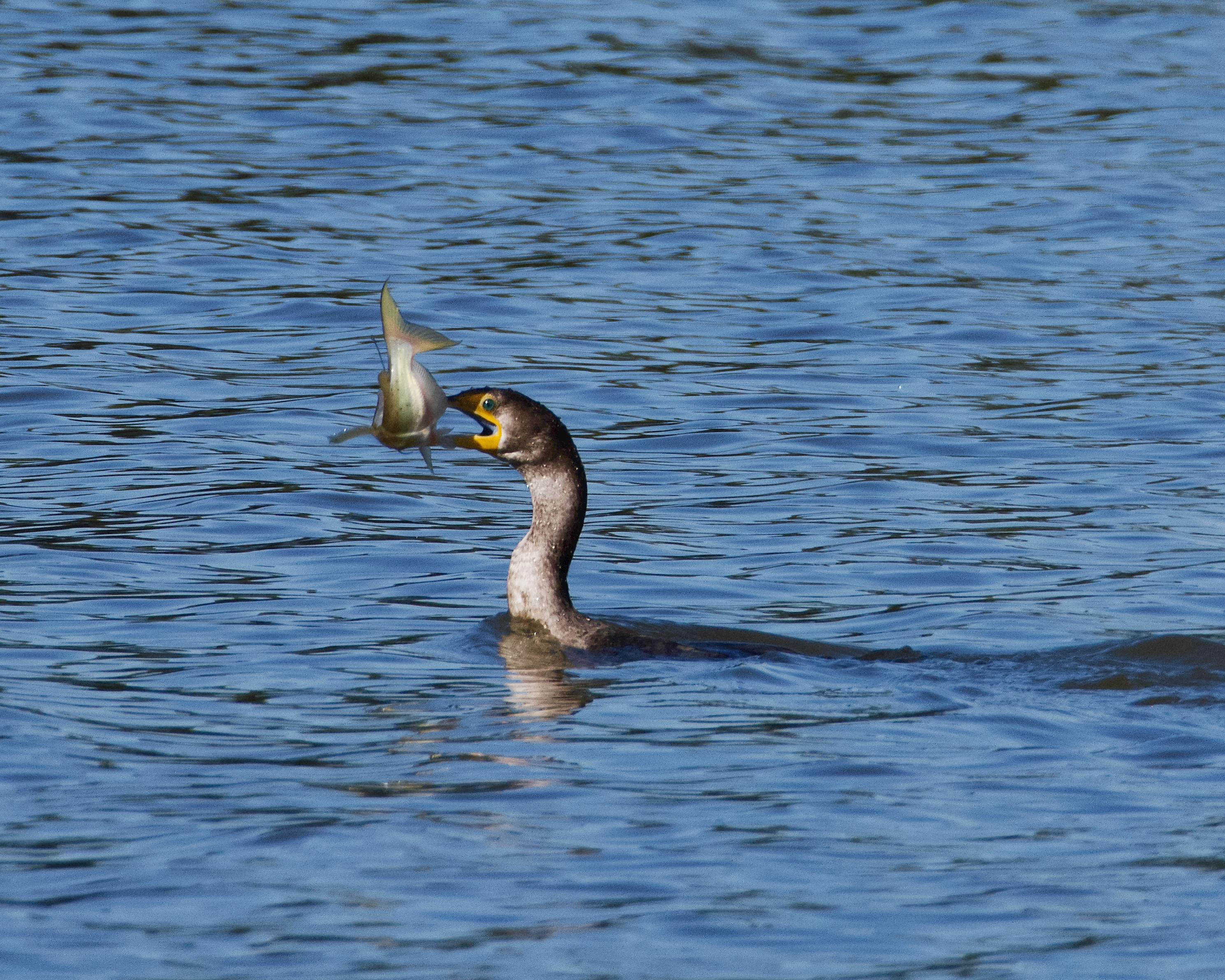 Double-crested Cormorant Fishing in Decatur Waters · Free Stock Photo