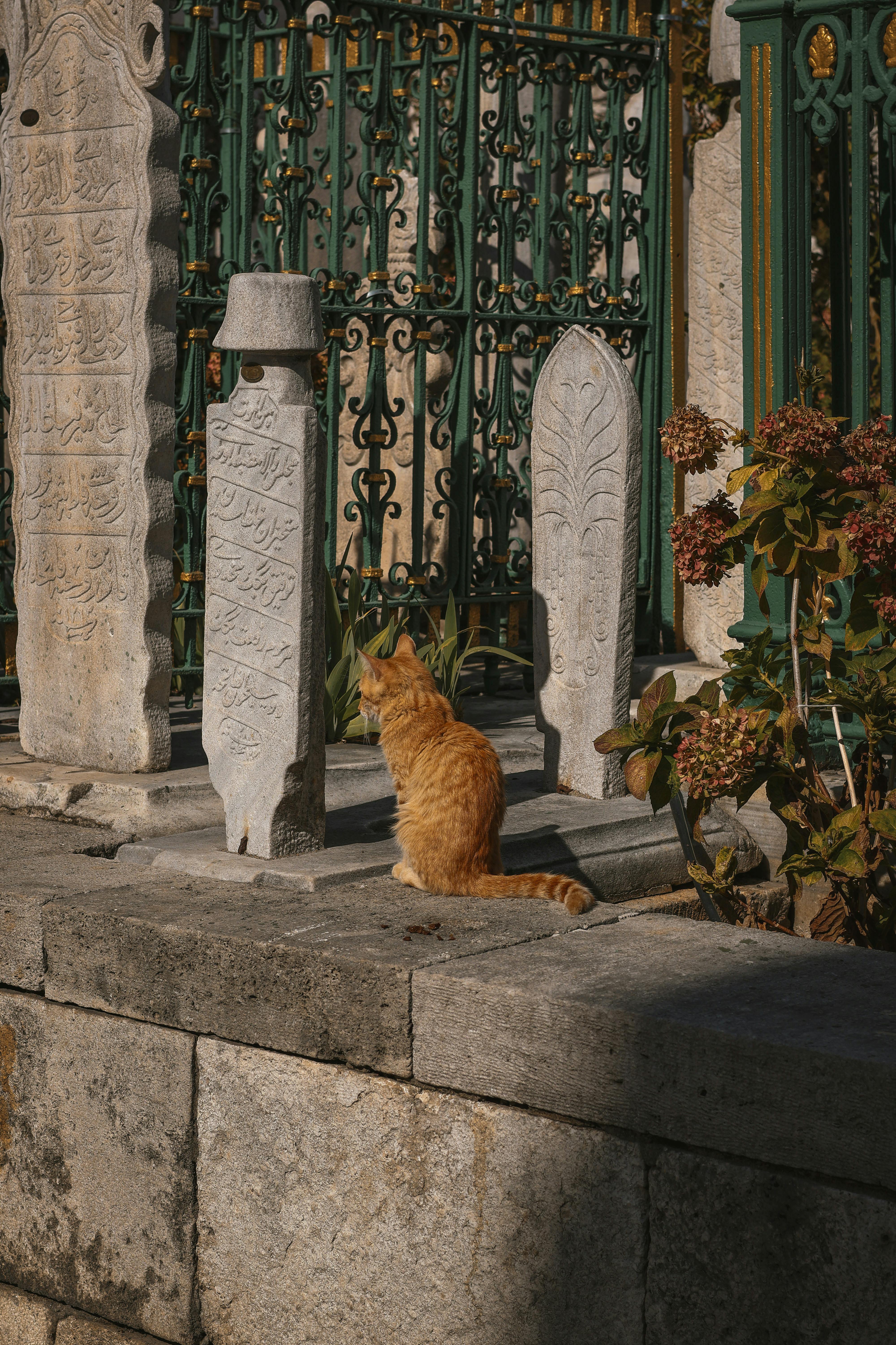 Script Lark Photos, Download The BEST Free Script Lark Stock Photos ...