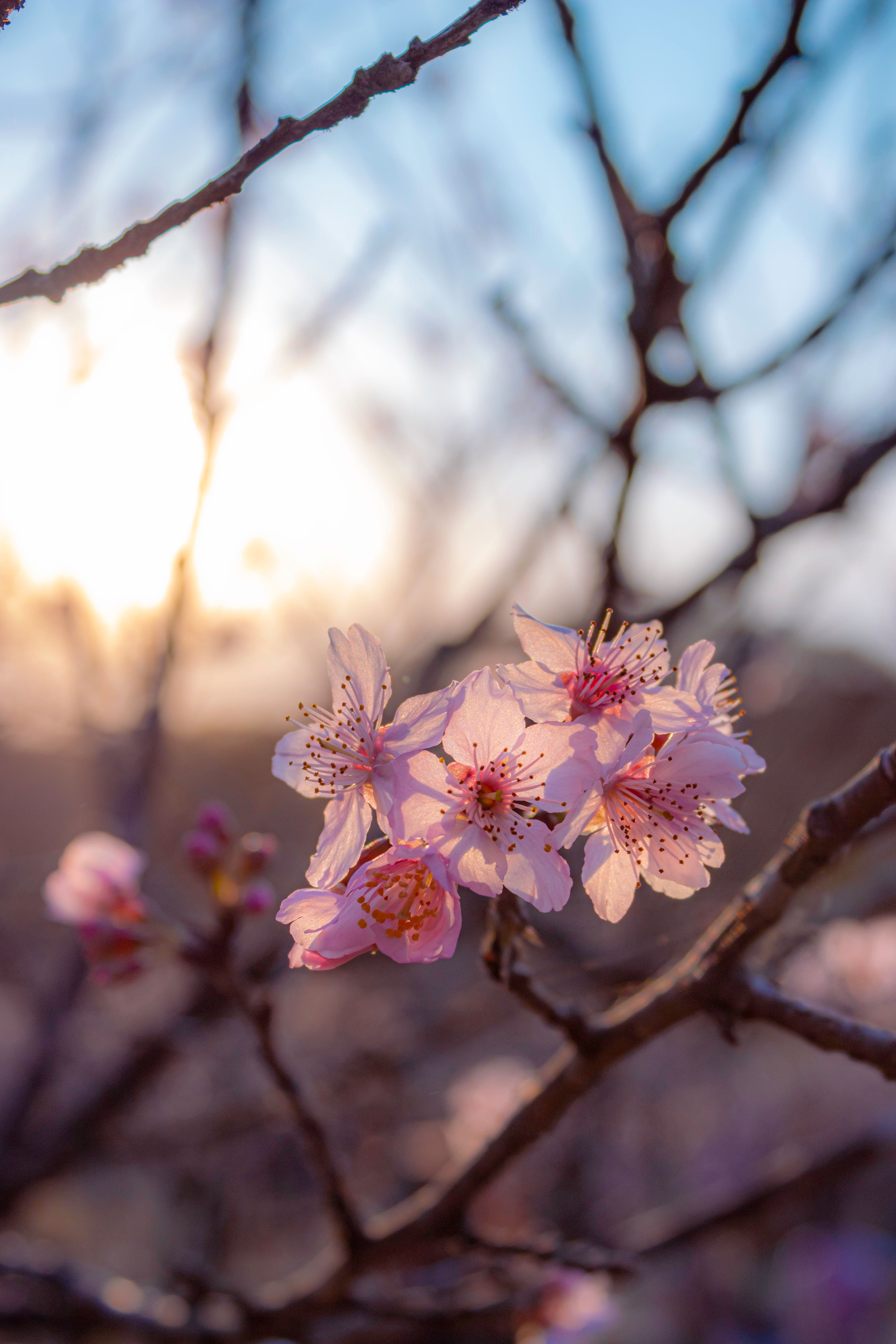 La Primavera De Sakura Florece En São Paulo Al Atardecer · Foto de ...