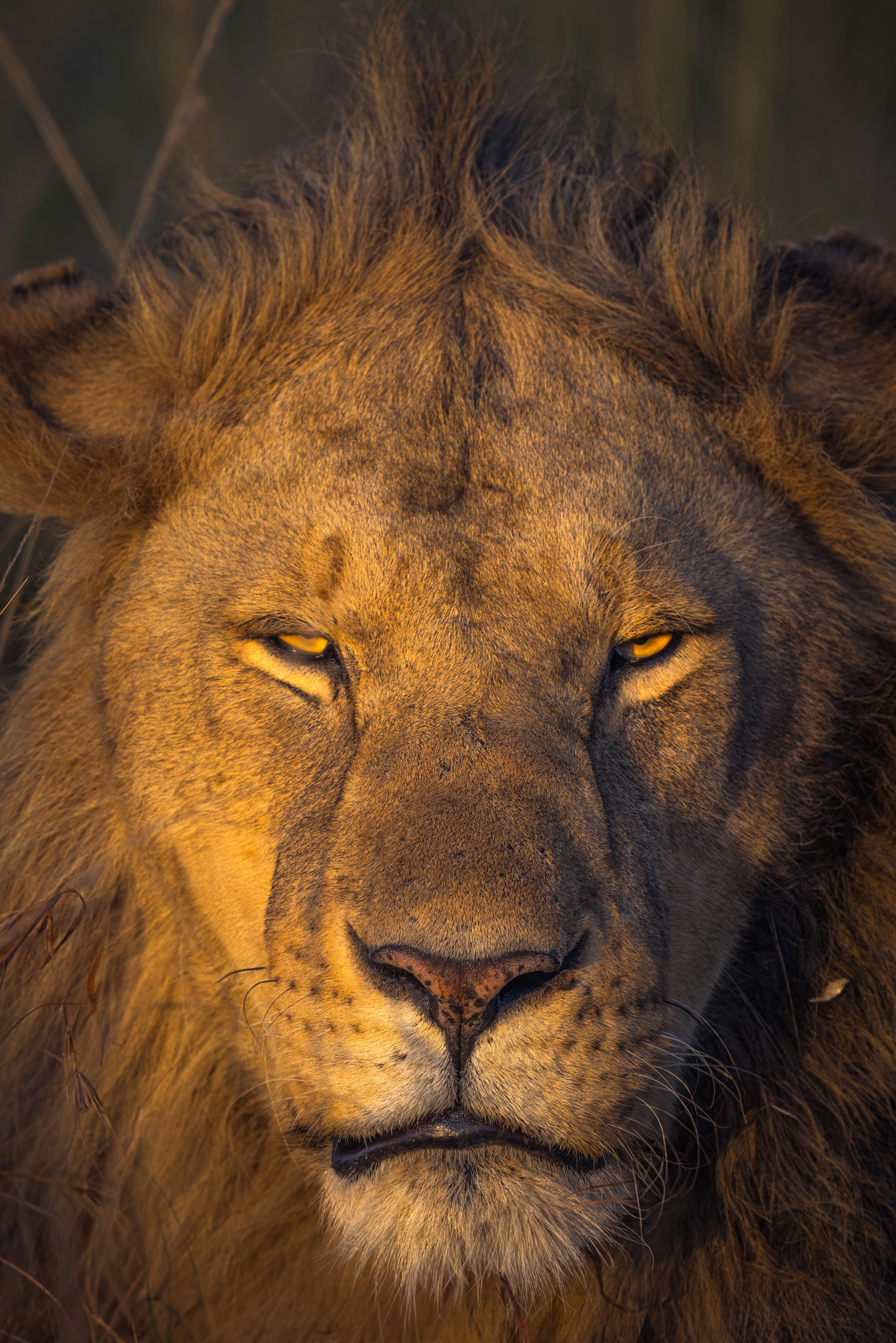 High Resolution Lion Photos, Download The BEST Free High Resolution ...