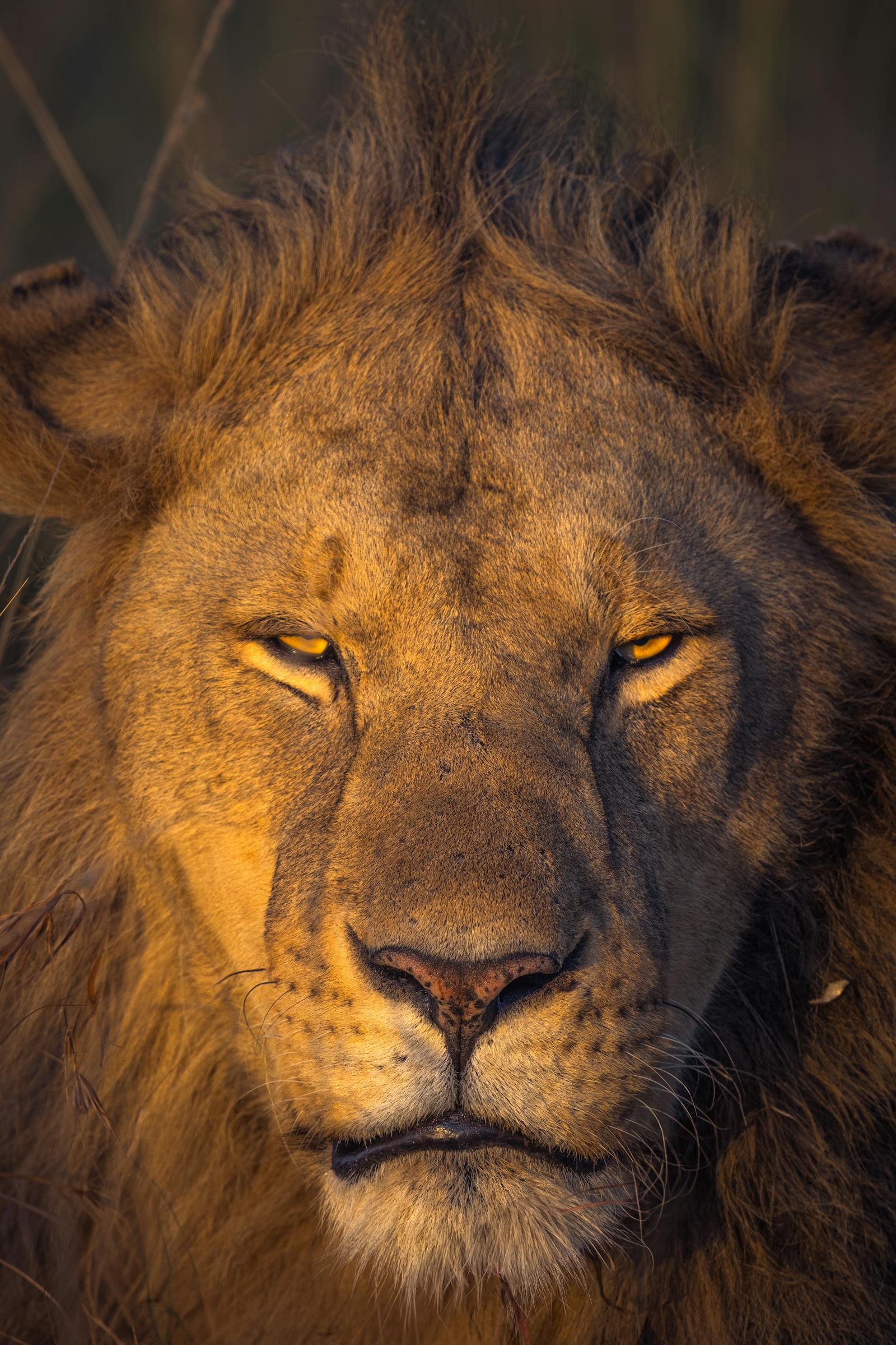High Resolution Lion Photos, Download The BEST Free High Resolution ...