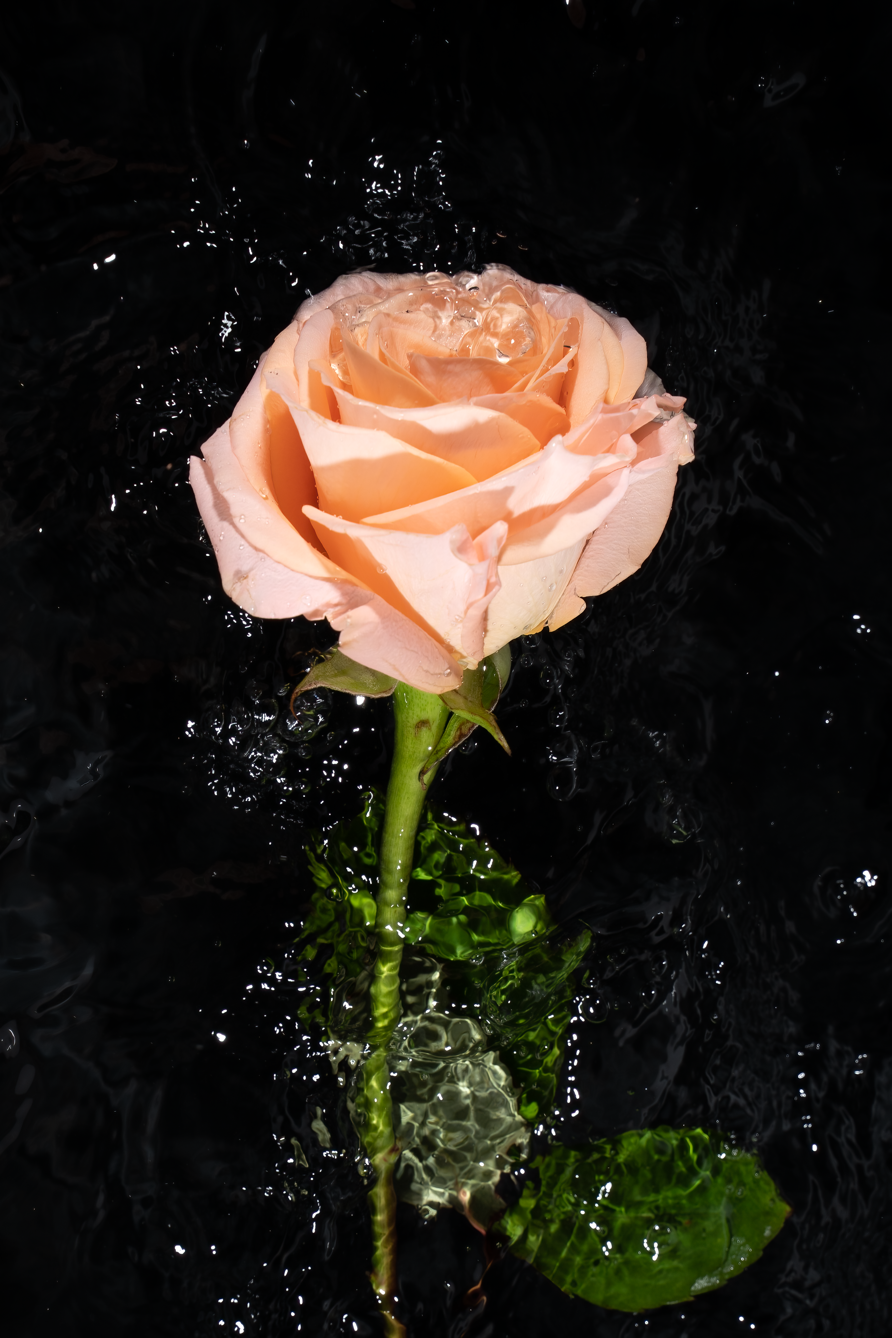 Elegant Pink Rose on a Dark Watery Background · Free Stock Photo