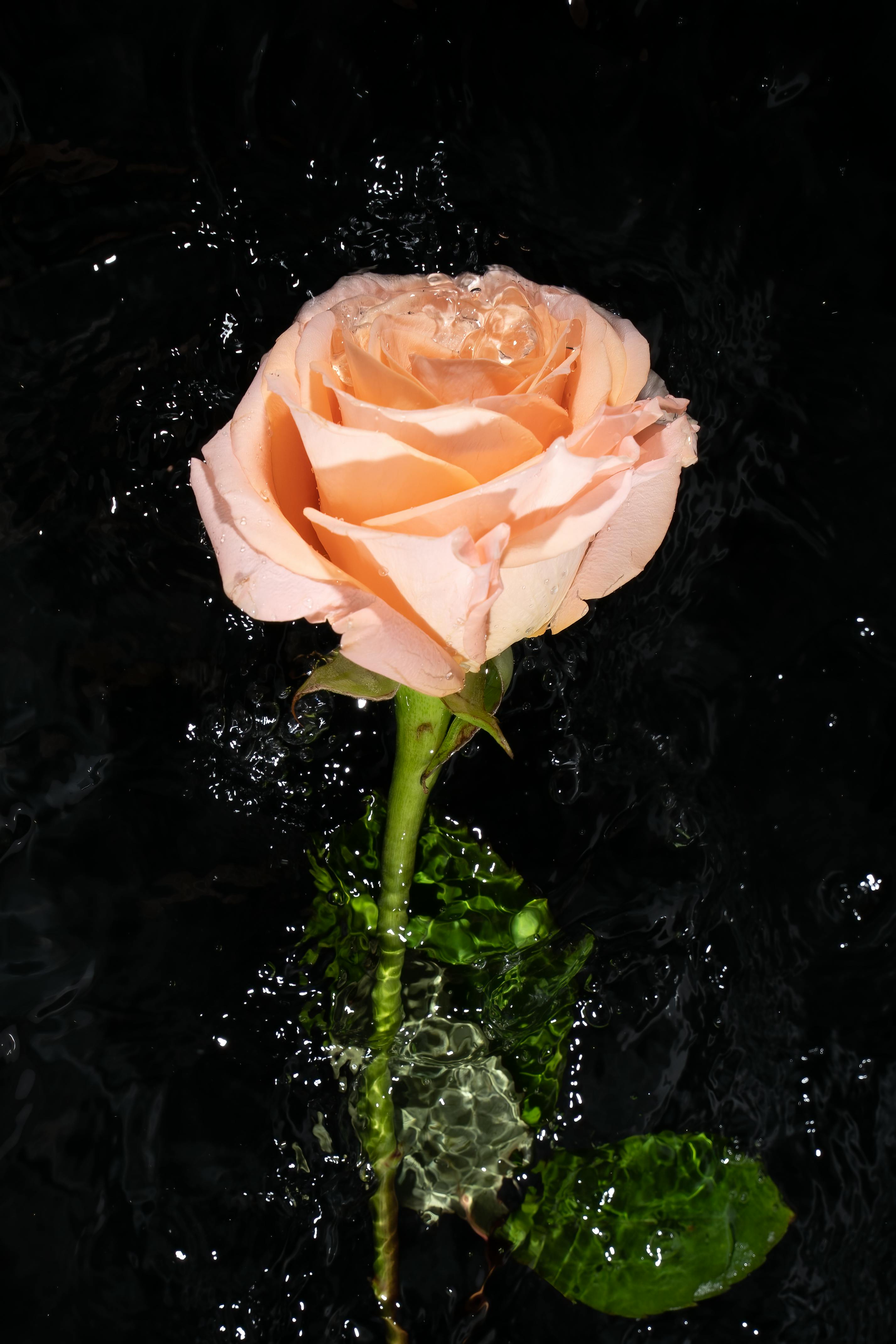 Black Pink Rose Wallpaper Photos, Download The BEST Free Black Pink ...