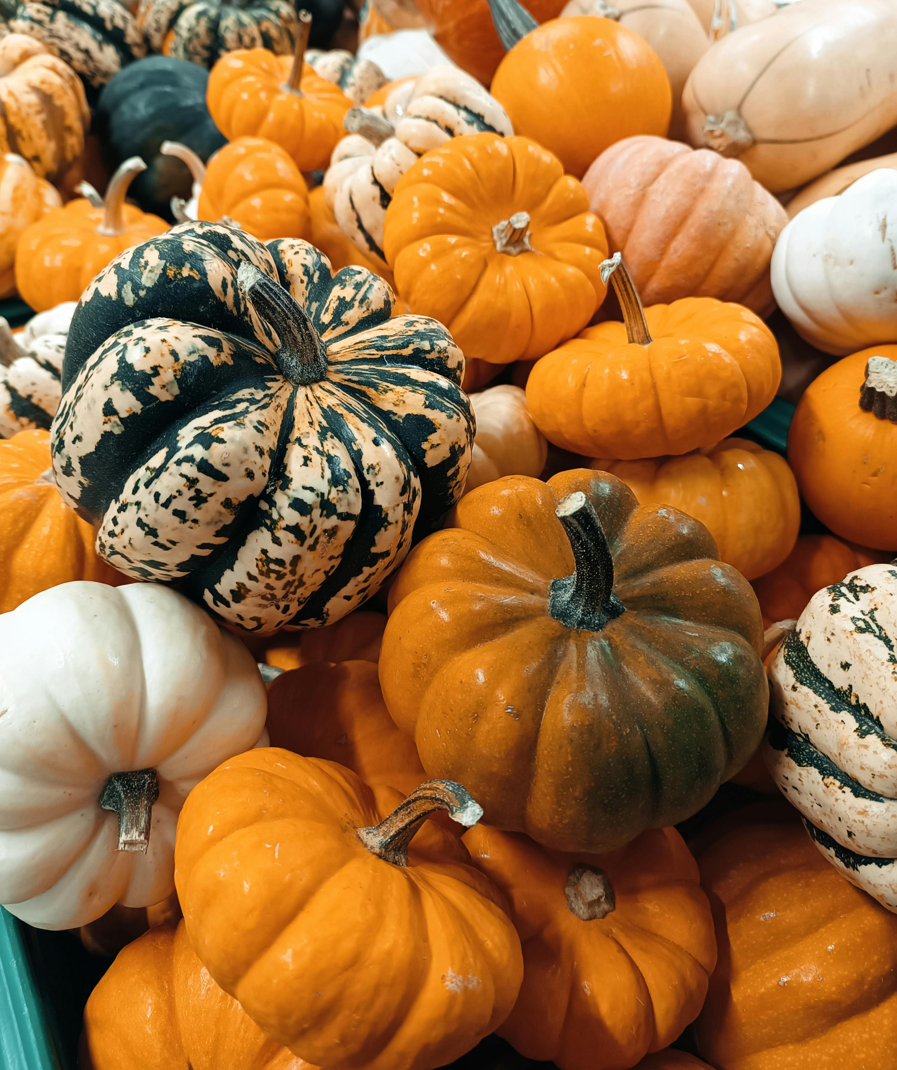 Vibrant Collection of Small Decorative Pumpkins · Free Stock Photo