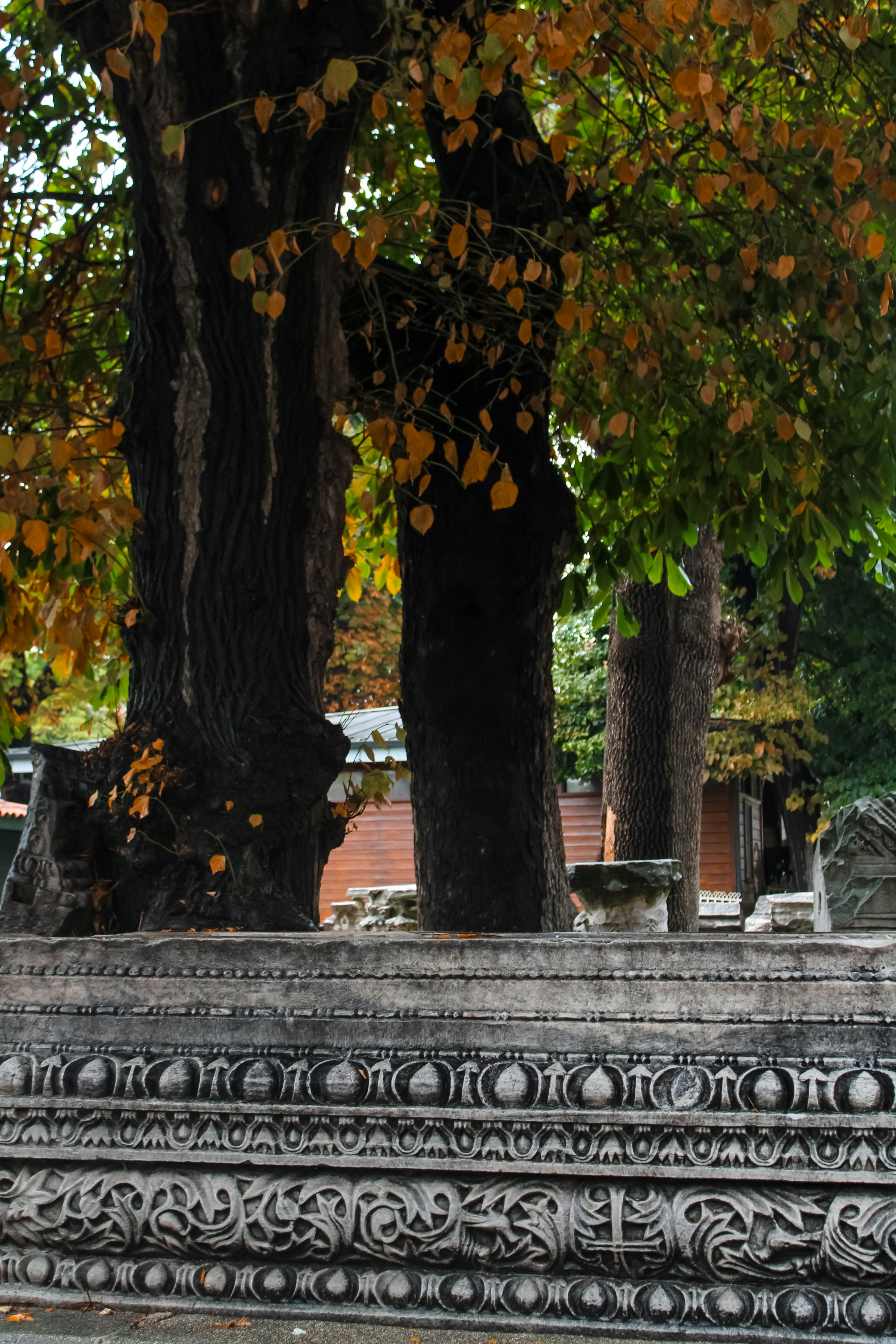 Historic Trees and Ornate Stonework in Istanbul · Free Stock Photo