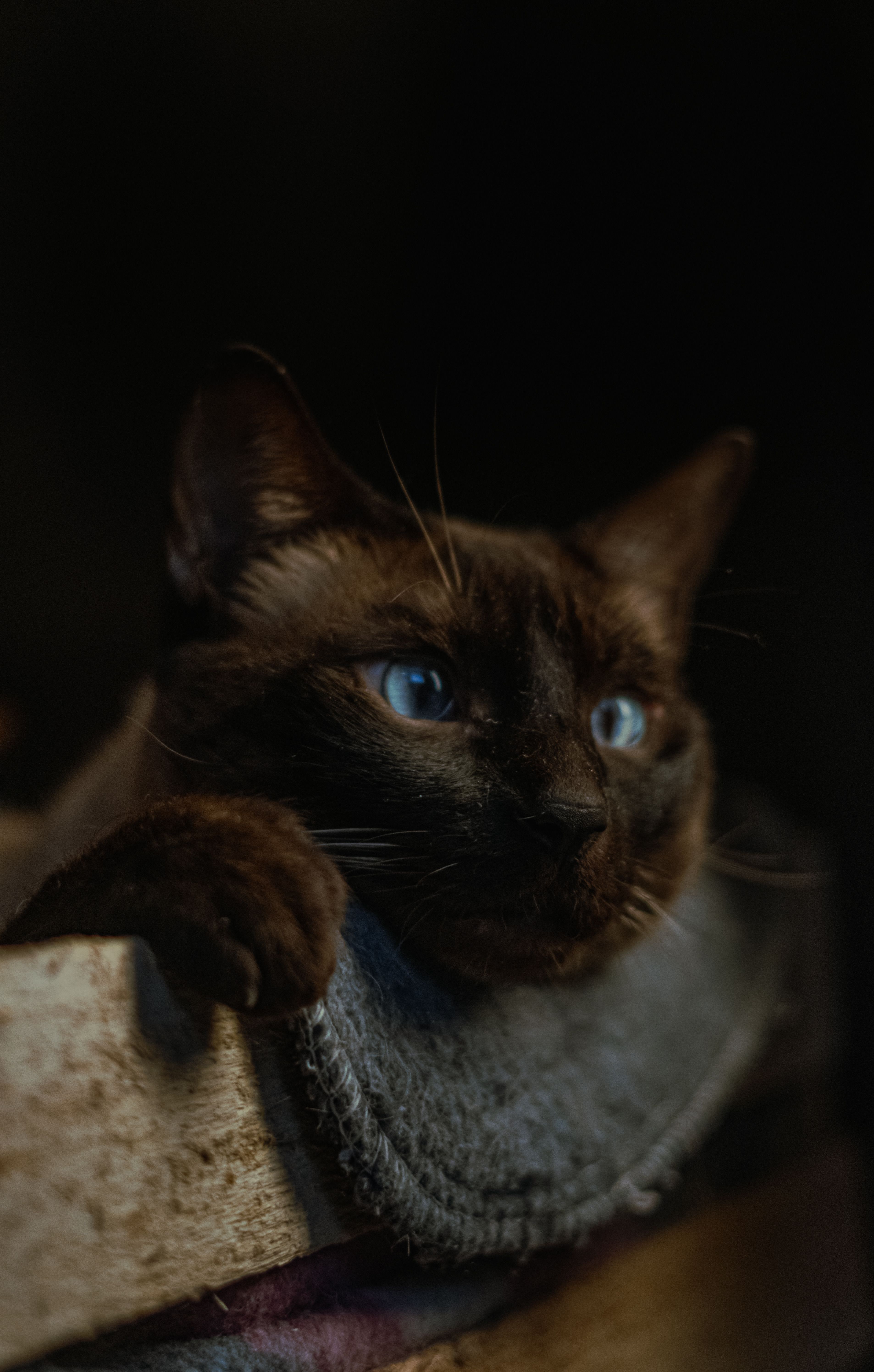 Serene Siamese Cat with Blue Eyes in Cozy Setting · Free Stock Photo