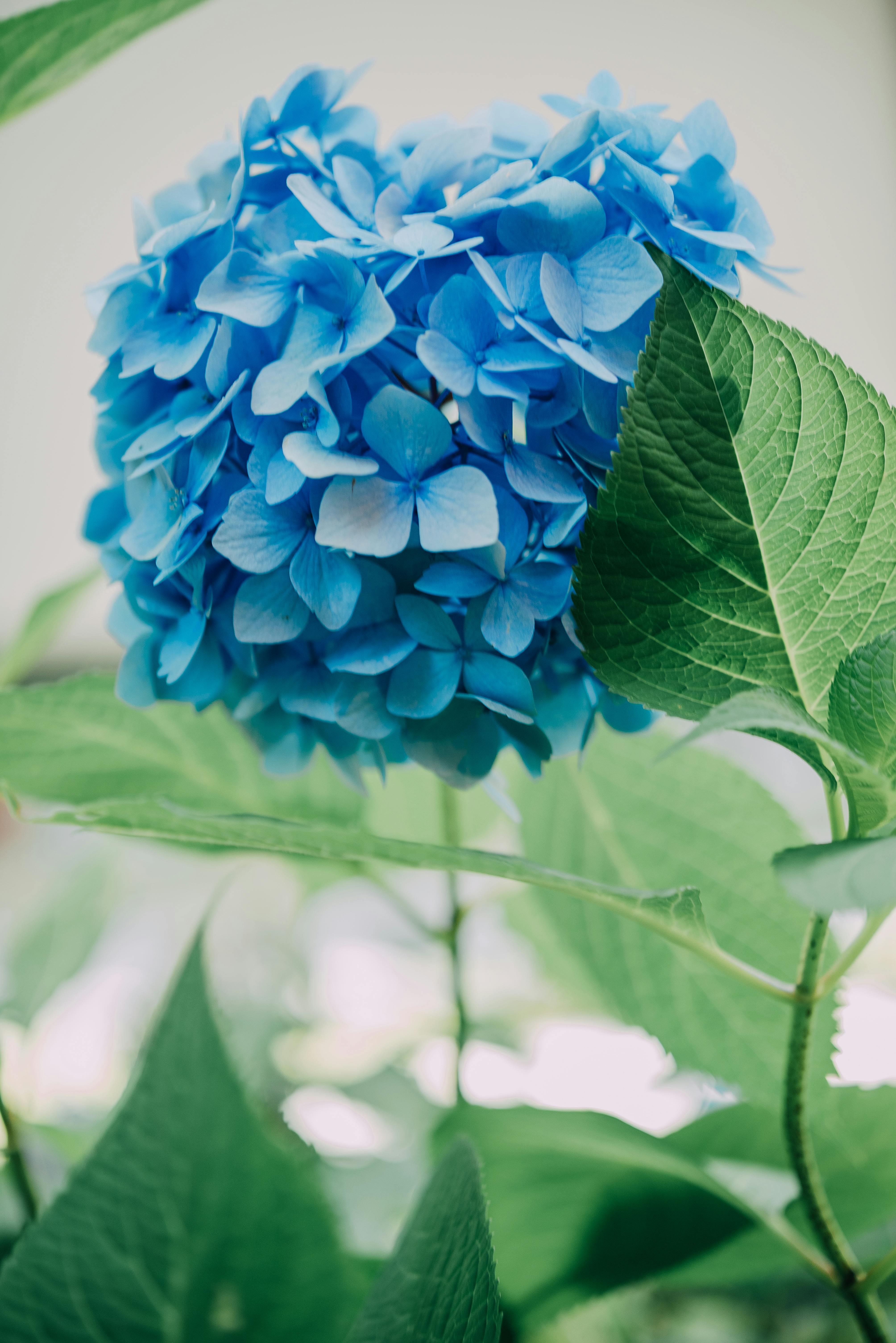 Close-up of Vibrant Blue Hydrangea Bloom · Free Stock Photo