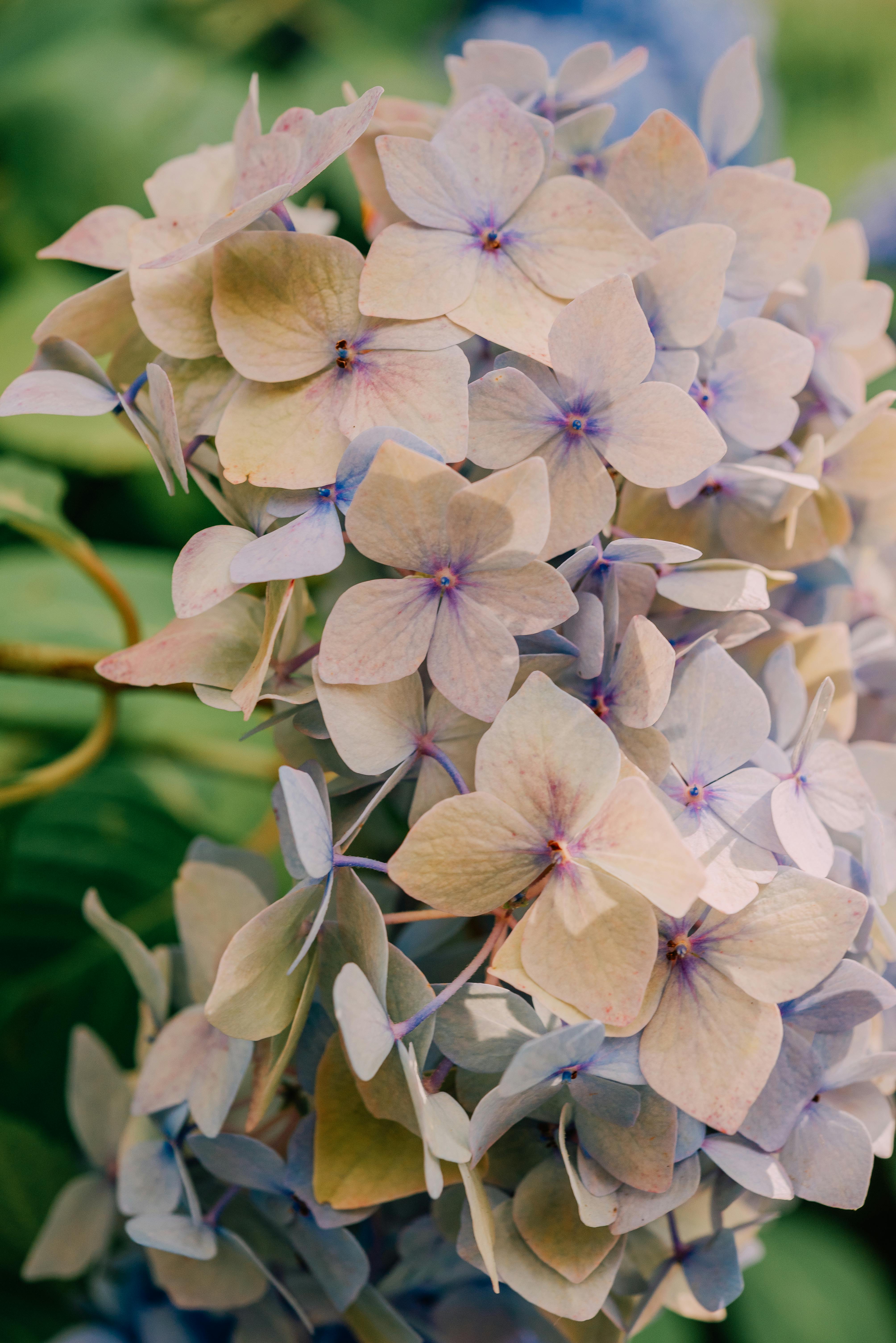 Close-Up Shot of Pink Hydrangea Flowers in Bloom · Free Stock Photo