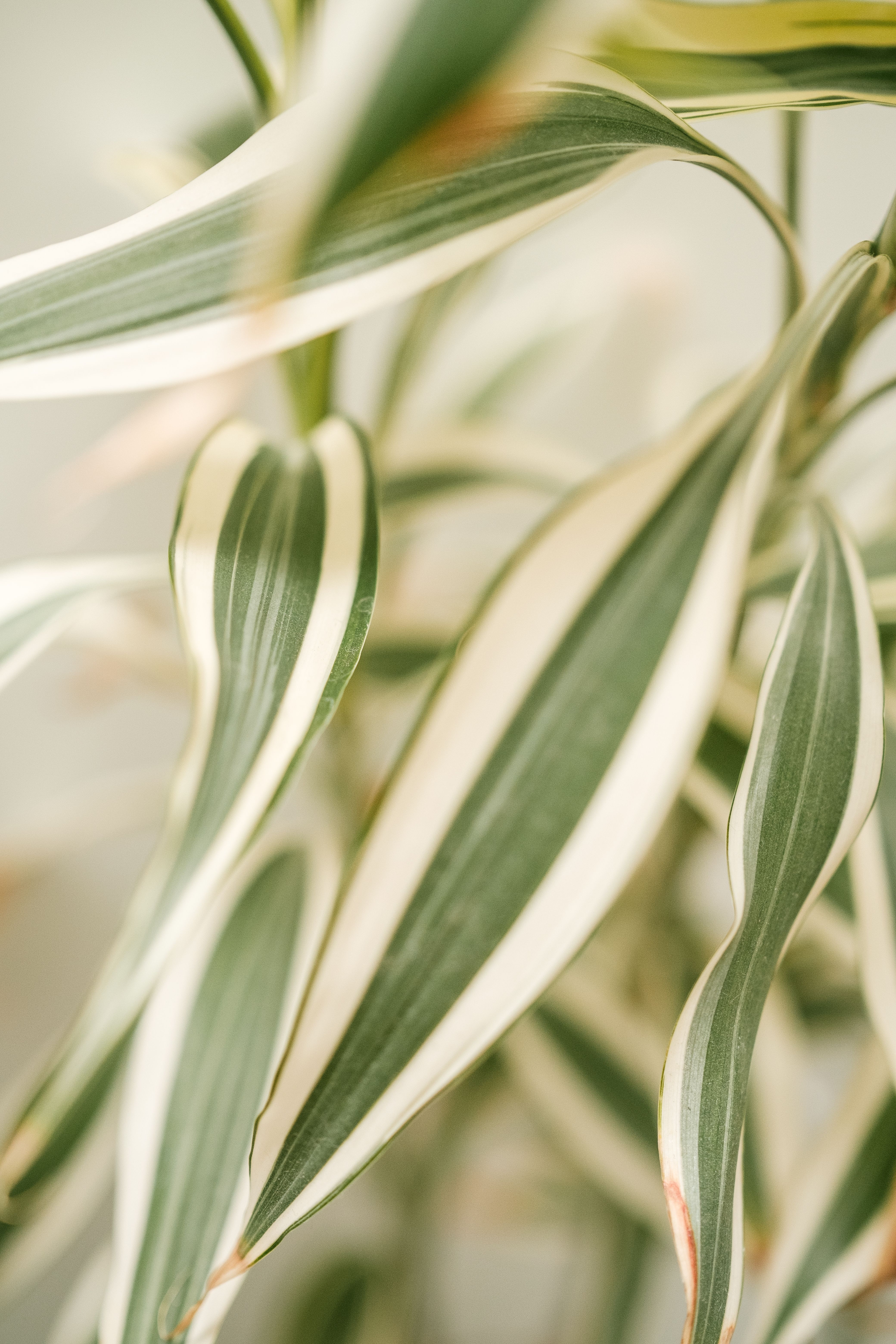 Close-up of Striped Variegated Foliage · Free Stock Photo