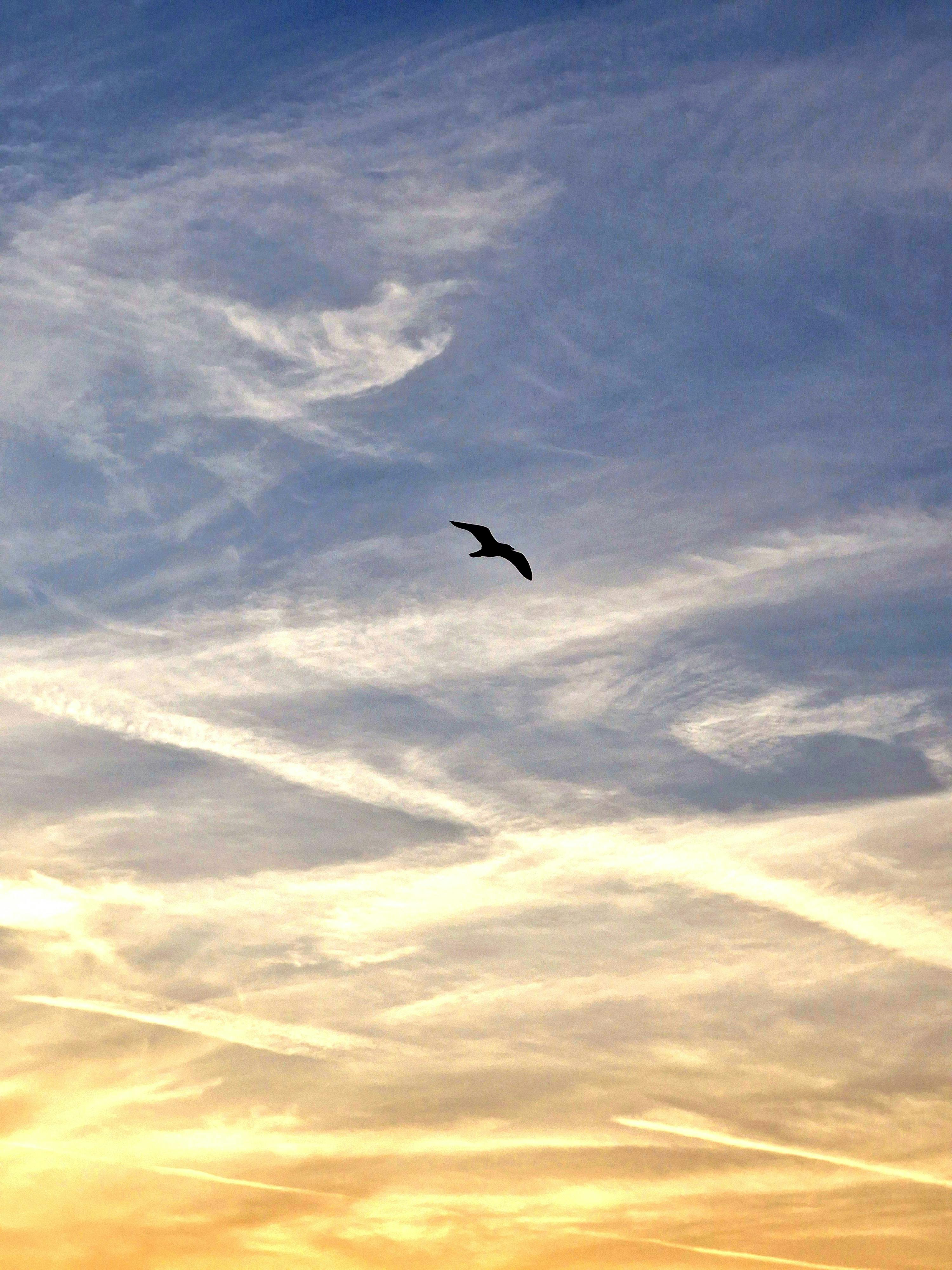 Sky Soaring Photos, Download The BEST Free Sky Soaring Stock Photos ...