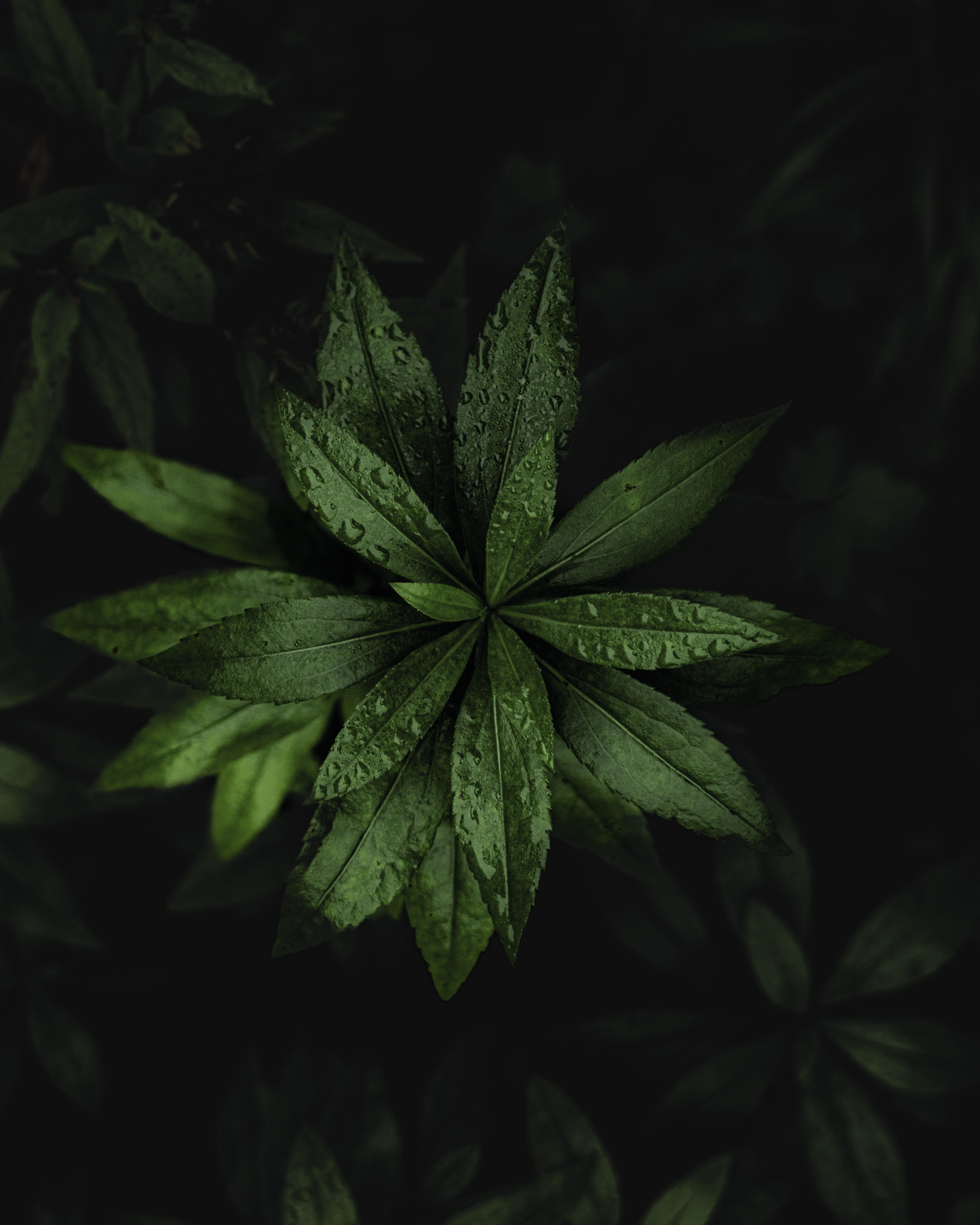 Moody Raindrop-Covered Green Leaves in Darkness · Free Stock Photo